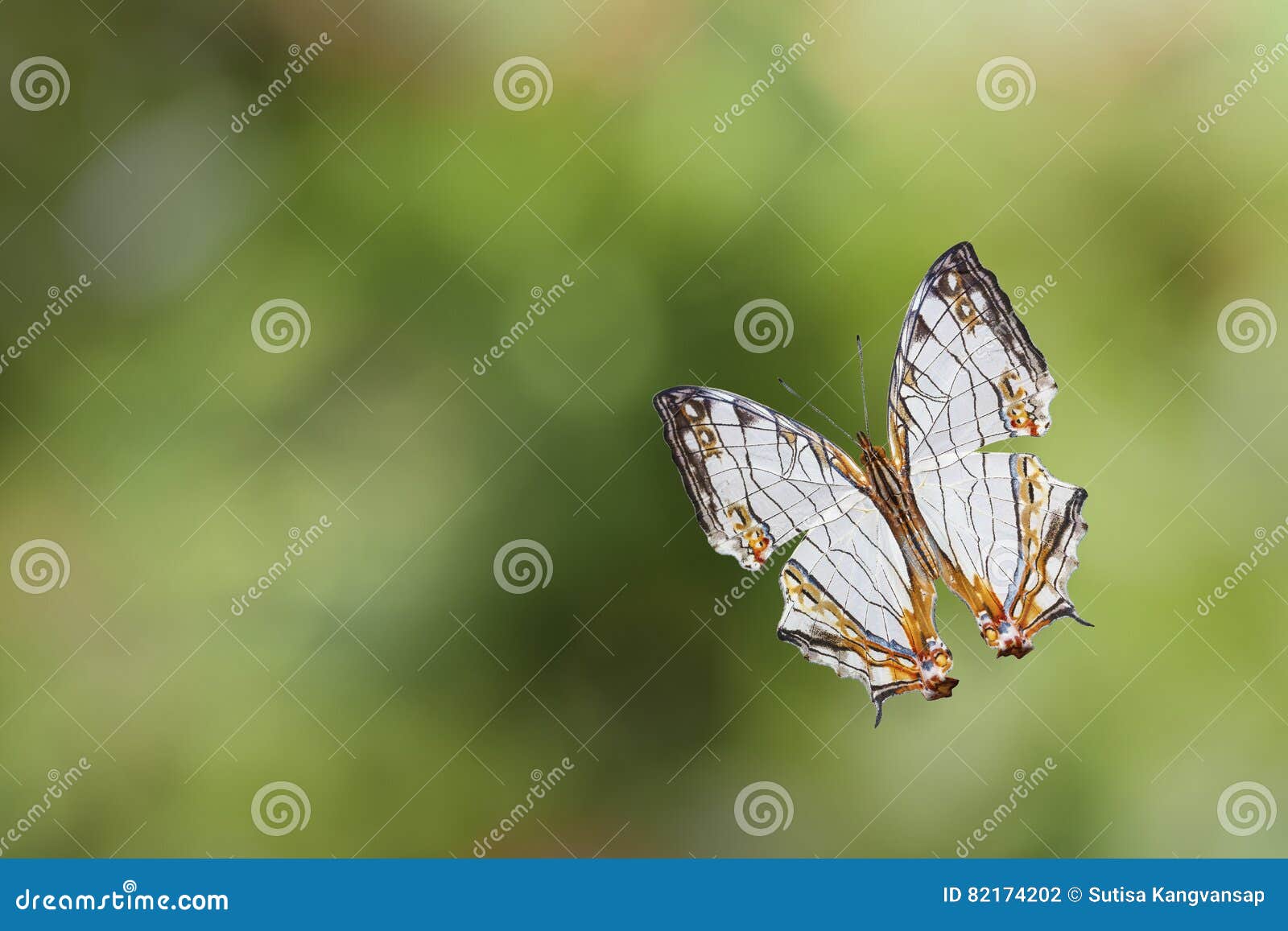 Common Map Cyrestis Thyodamas Butterfly Stock Photo - Image of brown ...