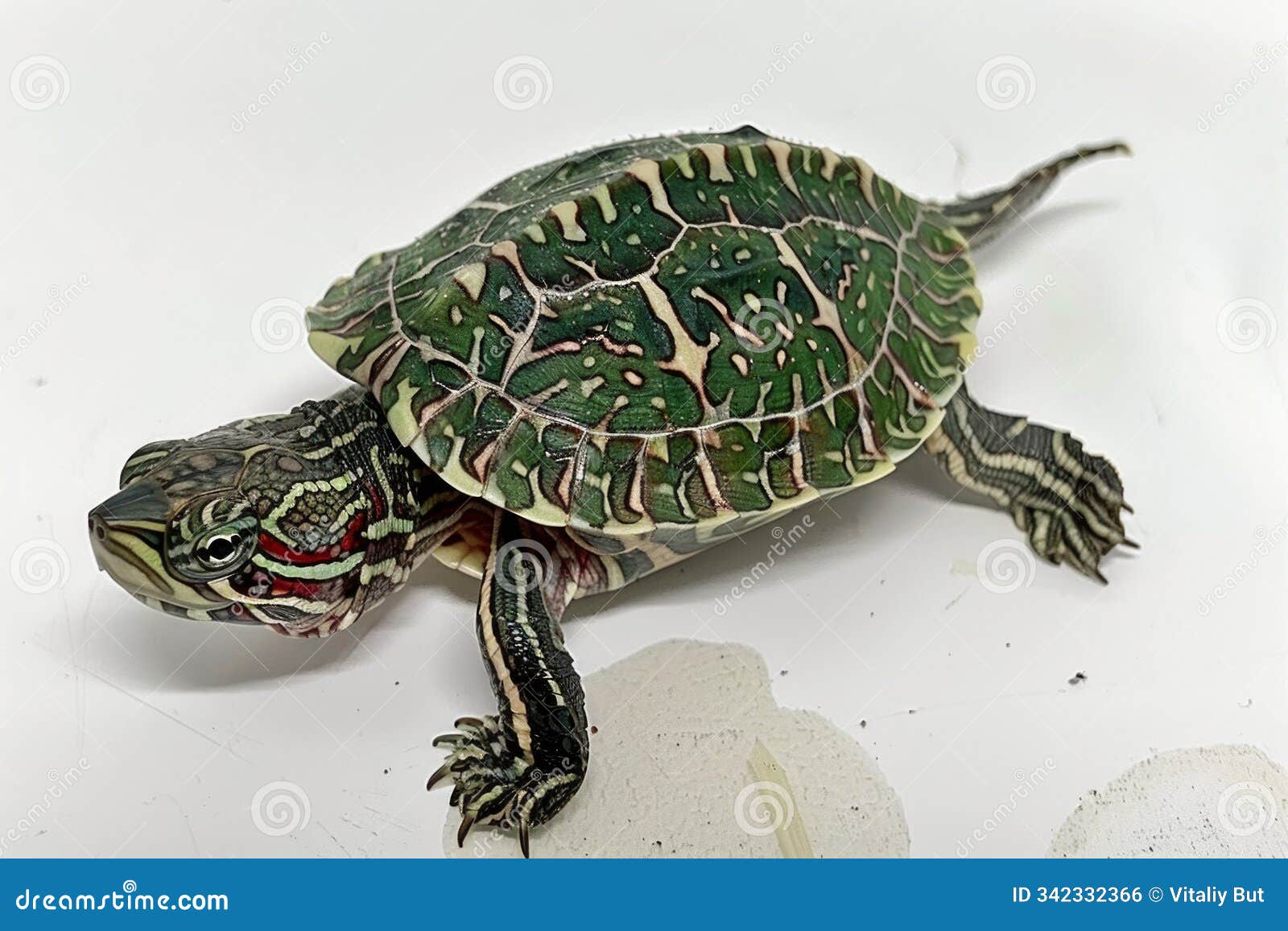 Common Map Turtle Stands Out with Its Intricate Map Like Shell Patterns ...