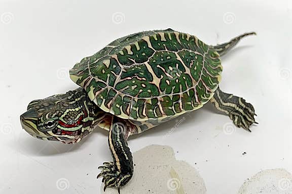 Common Map Turtle Stands Out with Its Intricate Map Like Shell Patterns ...