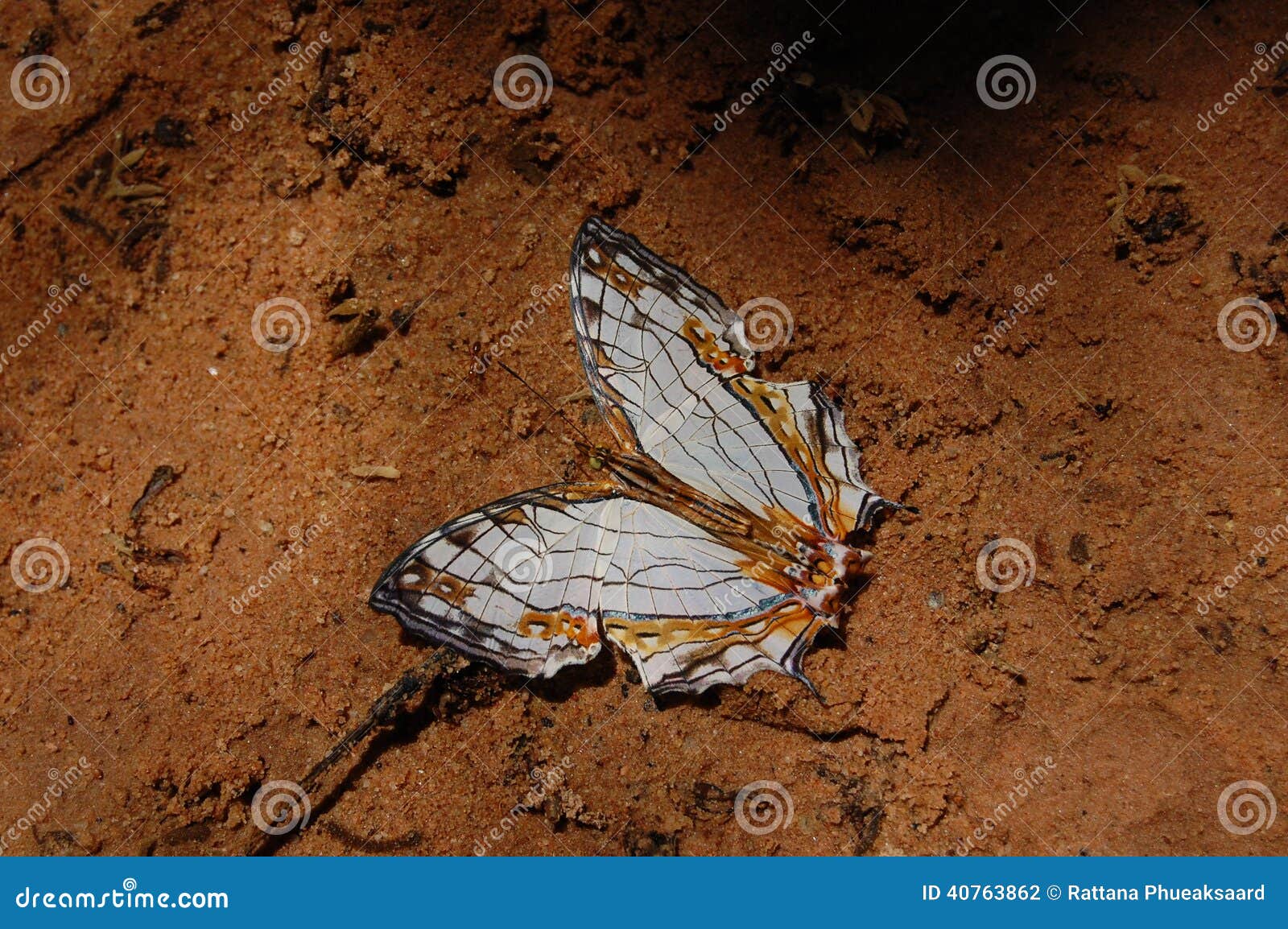 Common Map-Wing Butterfly stock photo. Image of national - 40763862