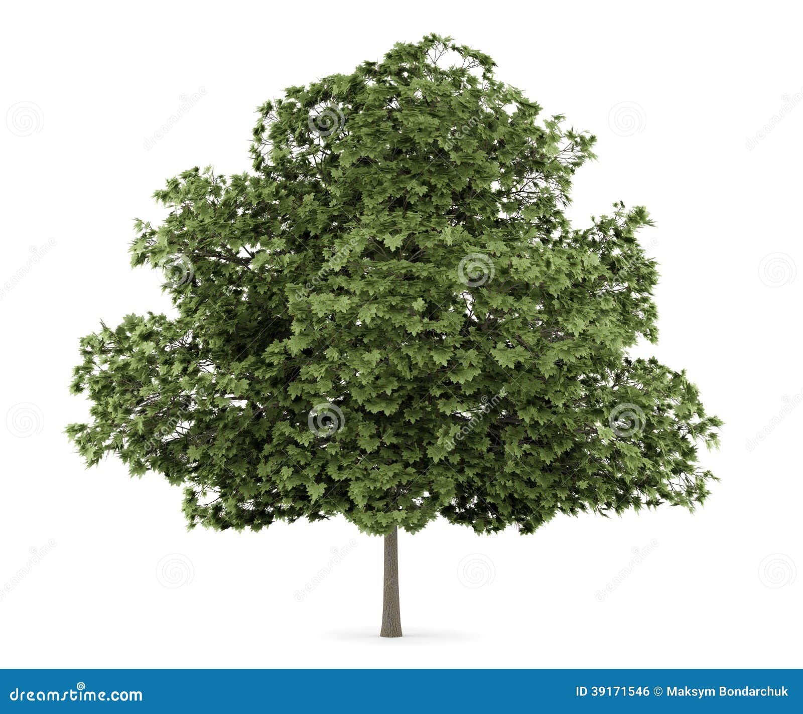 Common Maple Tree Isolated on White Stock Illustration - Illustration ...