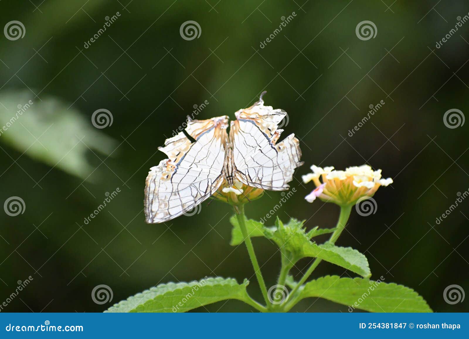 Common MapwingInsects- Butterfly Royalty-Free Stock Photography ...