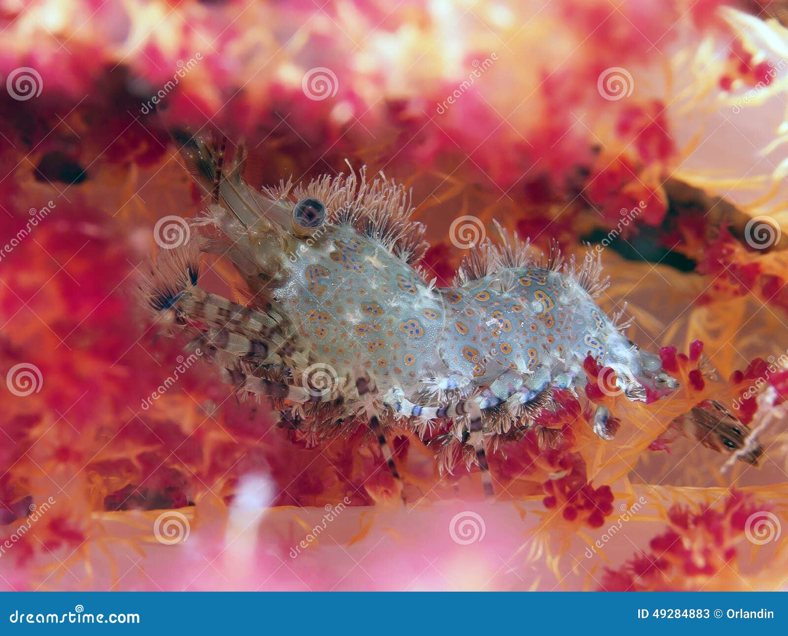 Common Marble Shrimp stock image. Image of animal, marine - 49284883