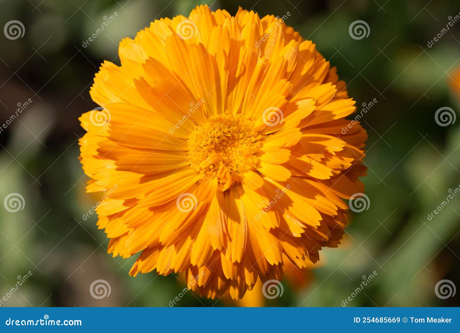 Common Marigold Calendula Officinalis Flower Stock Image - Image of ...