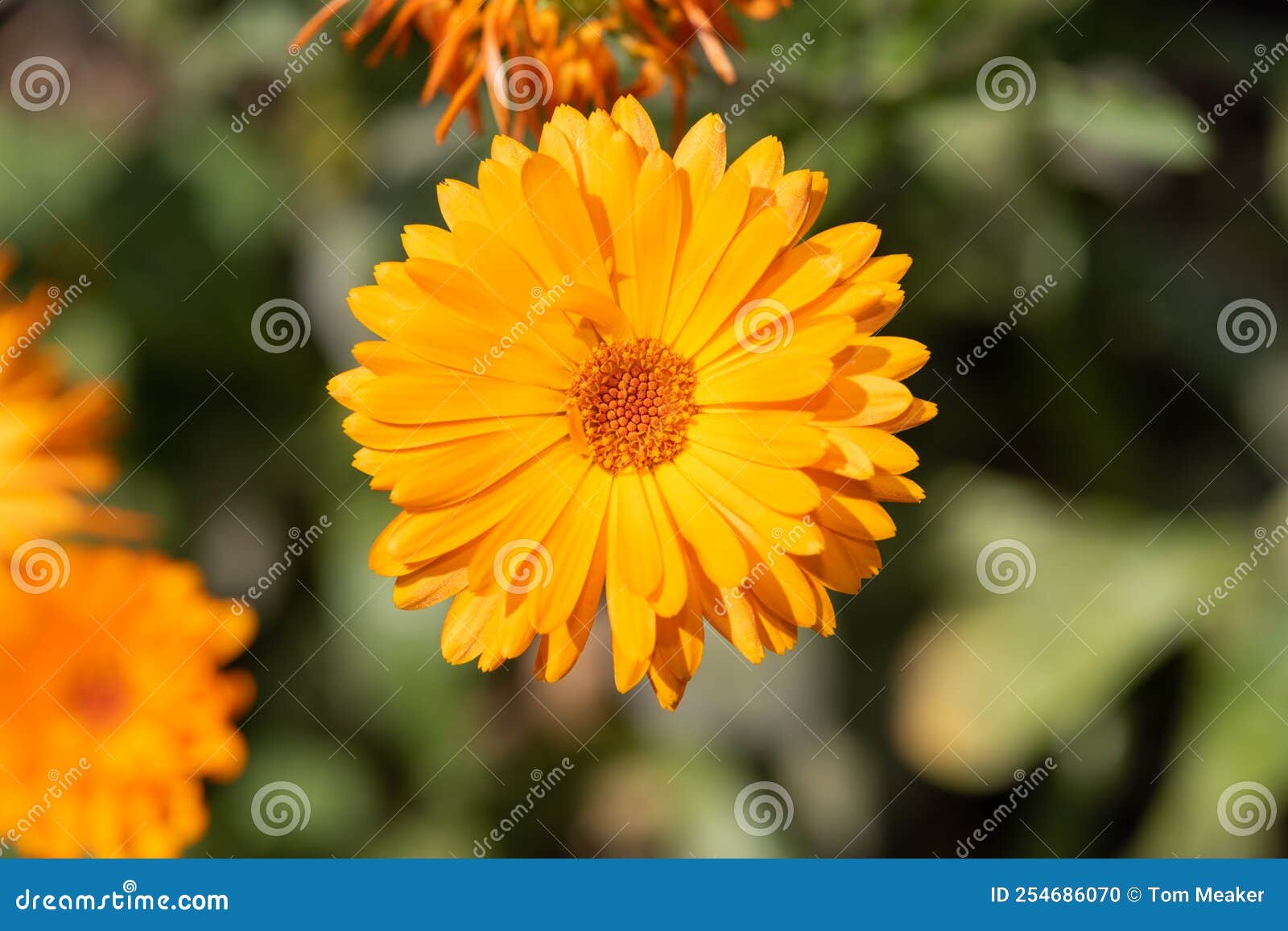 Common Marigold Calendula Officinalis Flower Stock Photo - Image of ...