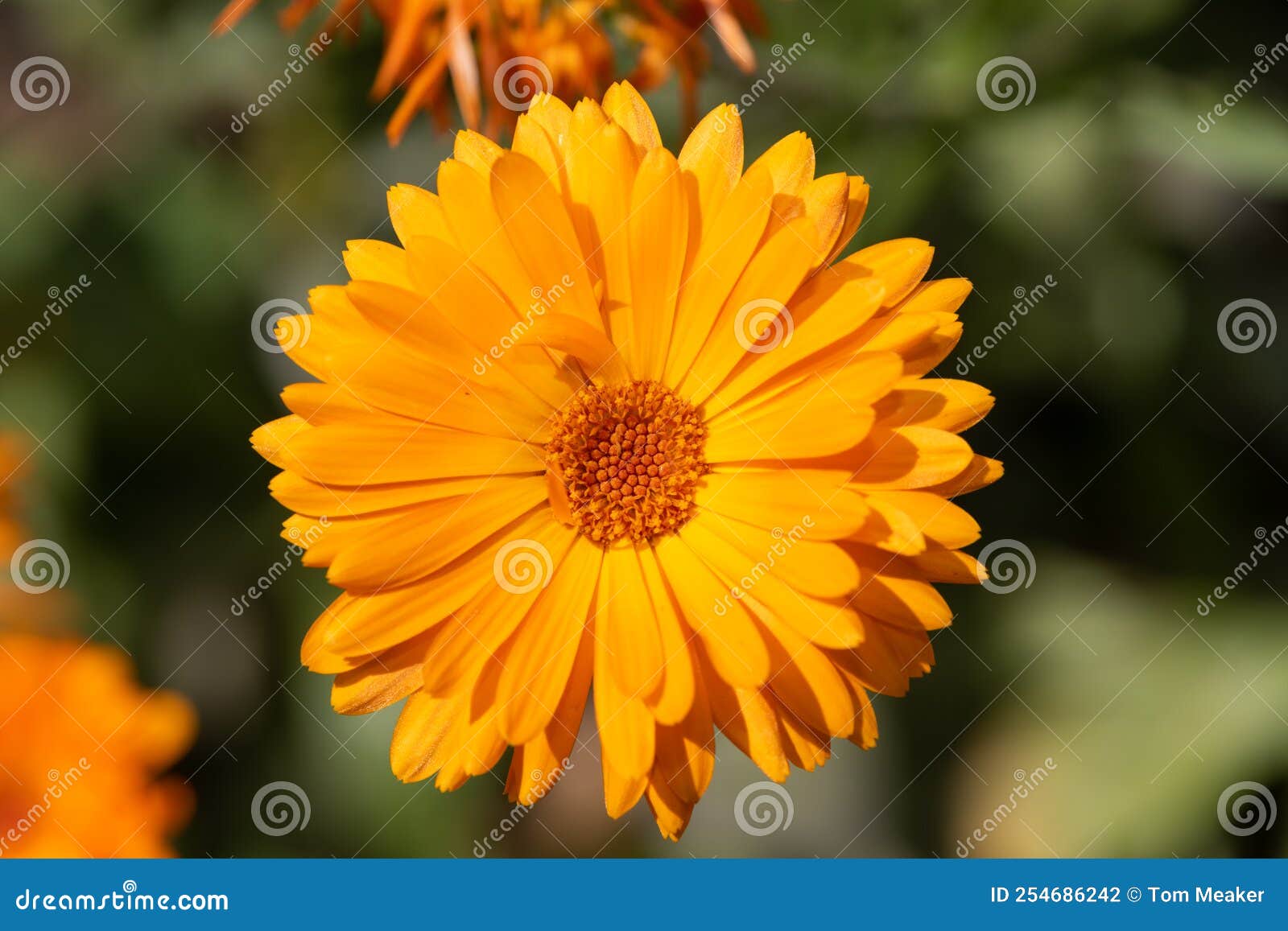Common Marigold Calendula Officinalis Flower Stock Photo - Image of ...