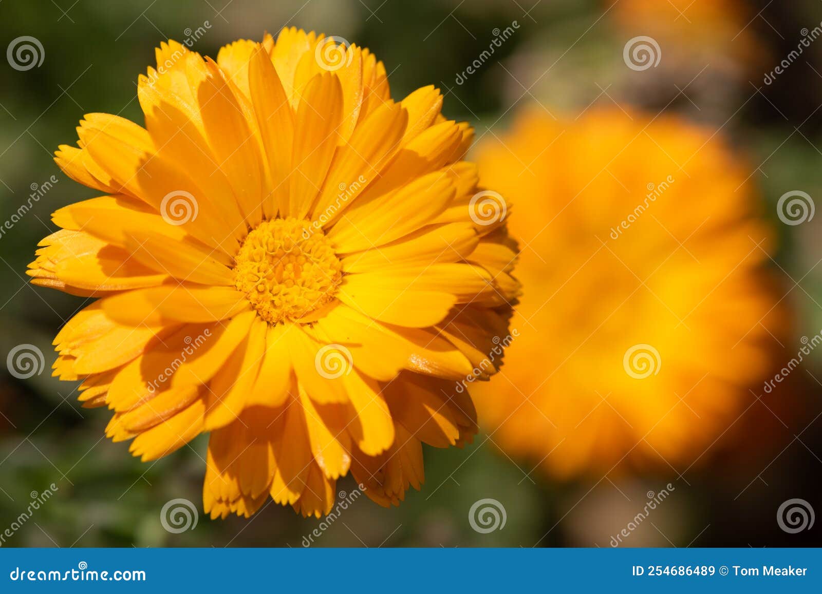 Common Marigold Calendula Officinalis Flower Stock Image - Image of ...
