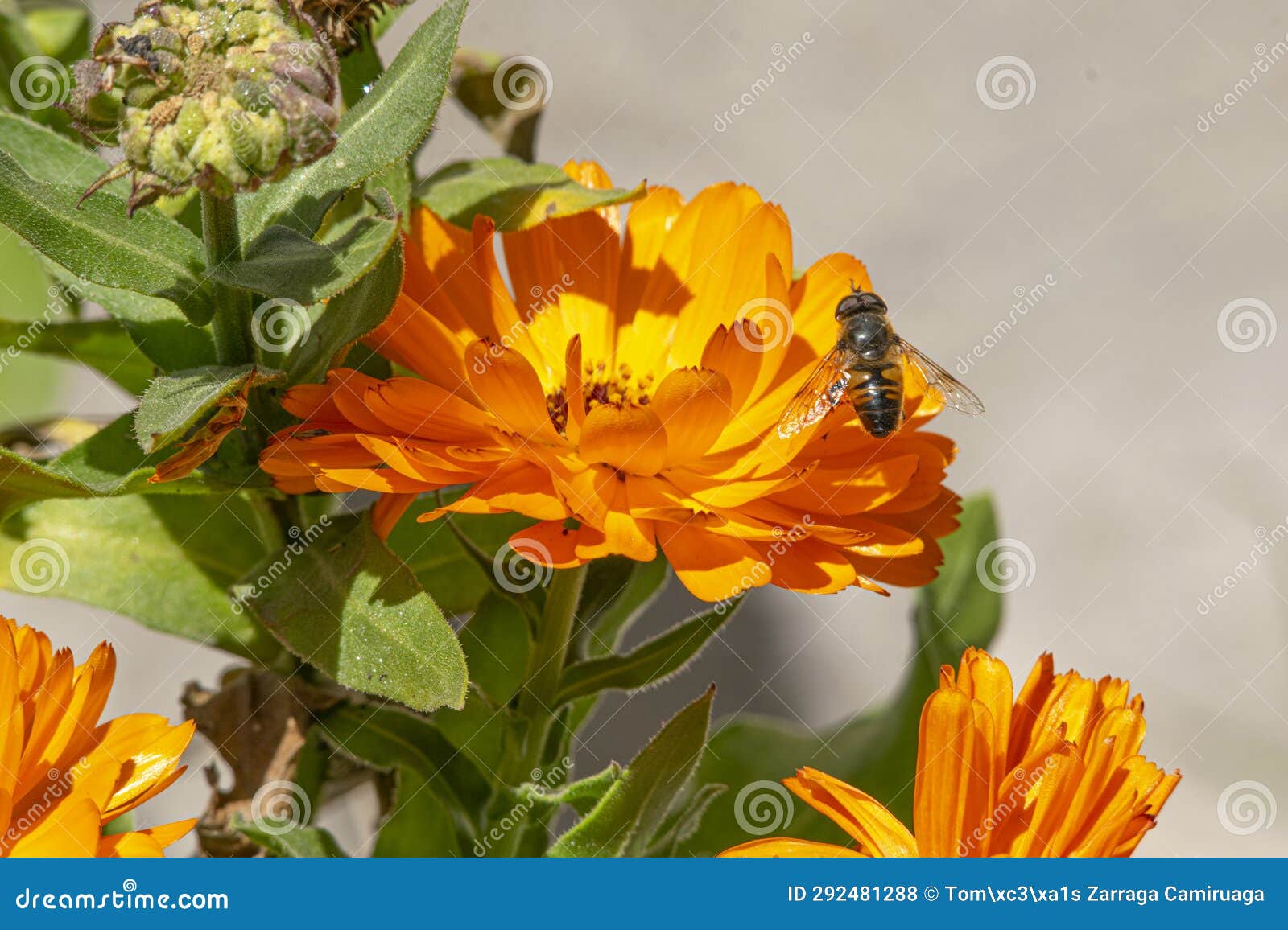 Common Marigold and a Honey Bee in the Garden Stock Photo - Image of ...