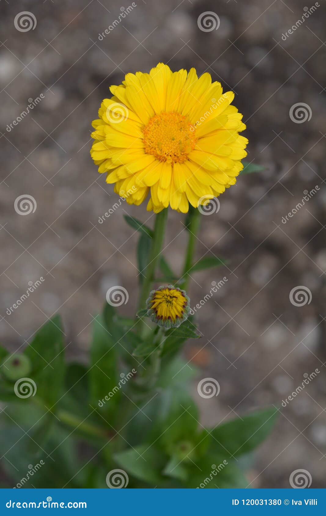 Common marigold stock photo. Image of plant, flower - 120031380