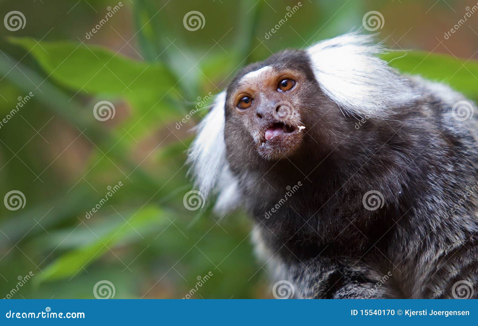 Common Marmoset stock photo. Image of plant, curious - 15540170