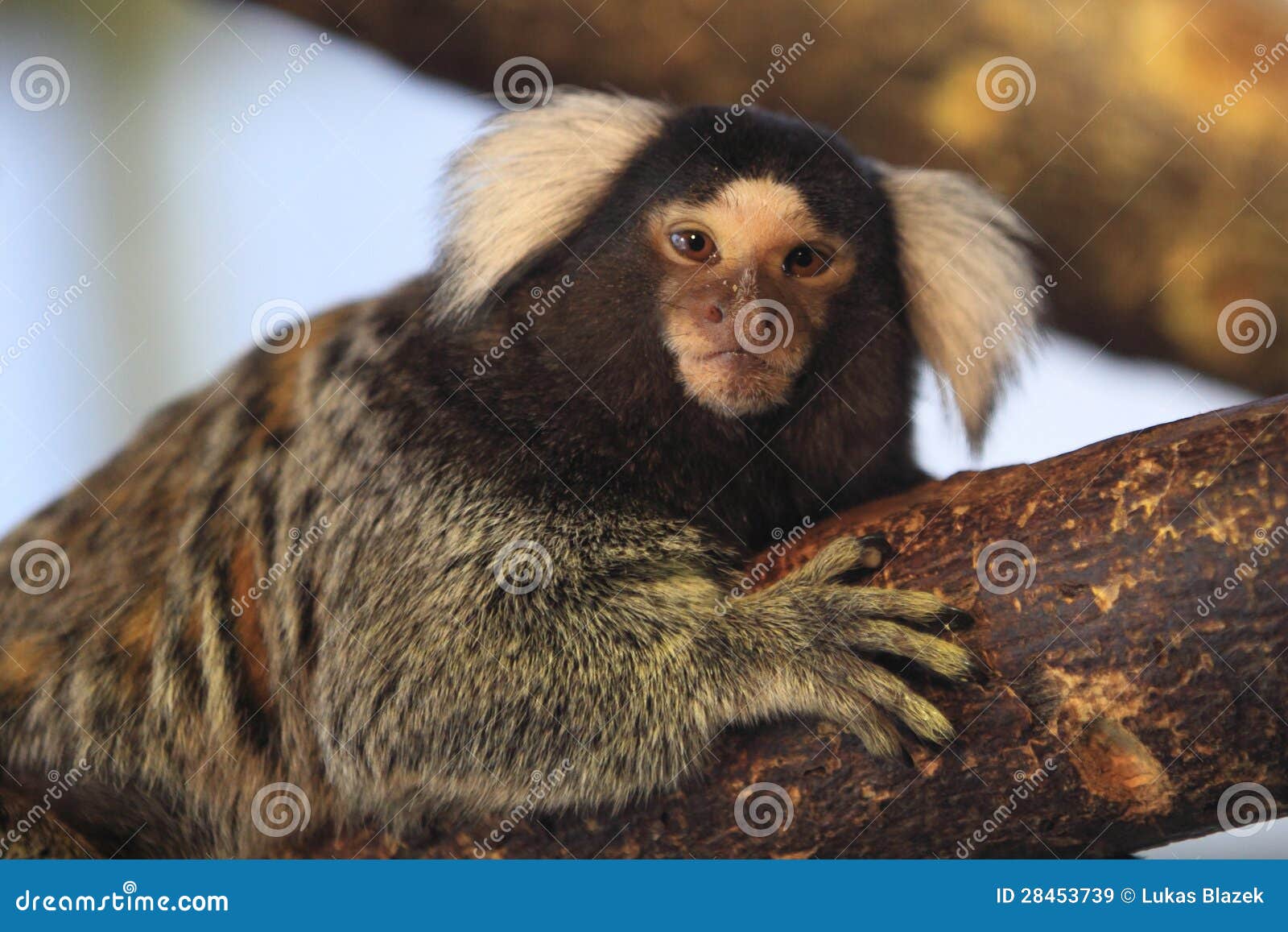 Common marmoset stock image. Image of mammal, tree, monkey - 28453739