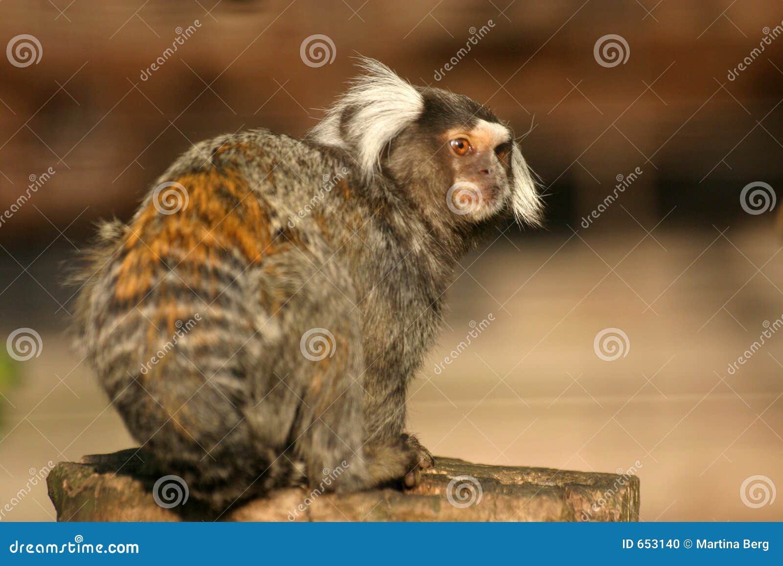 Common Marmoset Royalty-Free Stock Photography | CartoonDealer.com ...