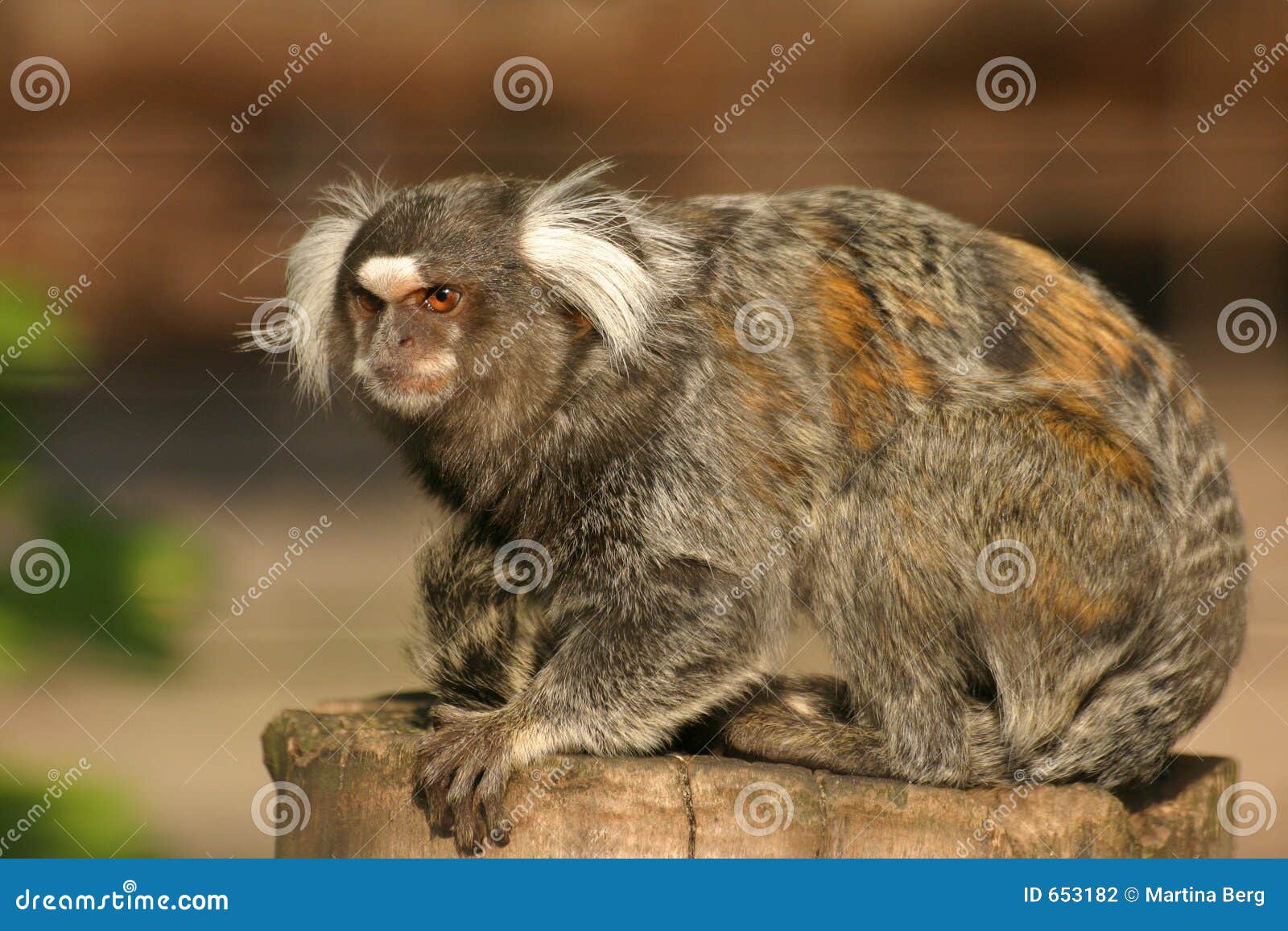 Common marmoset stock photo. Image of monkey, mammal, nose - 653182