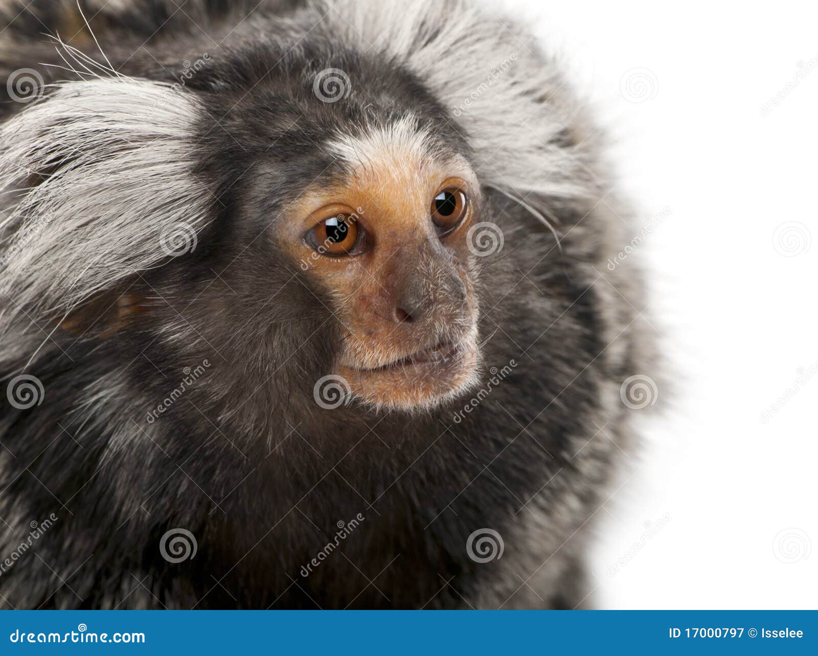 Common Marmoset Monkey Callithrix Jacchus In Amazon Rainforest. Cute ...
