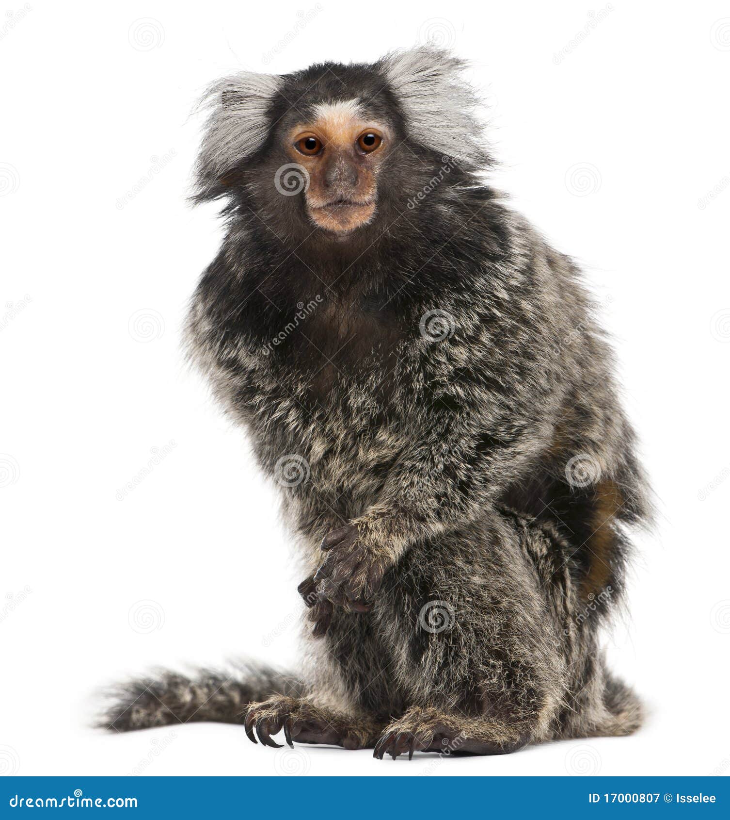 Common Marmoset Monkey Callithrix Jacchus In Amazon Rainforest. Cute ...