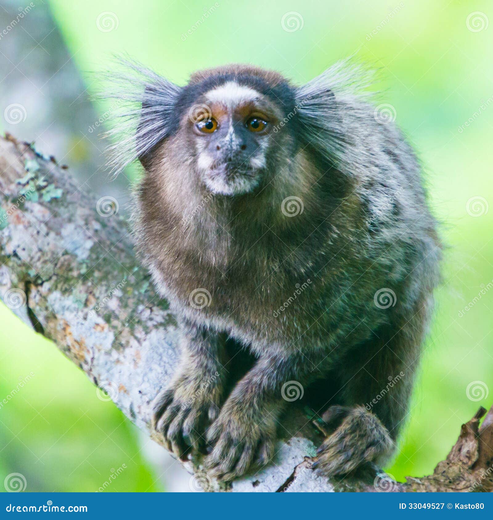 Common Marmoset - Callithrix Jacchus. Stock Image - Image of brazilian ...