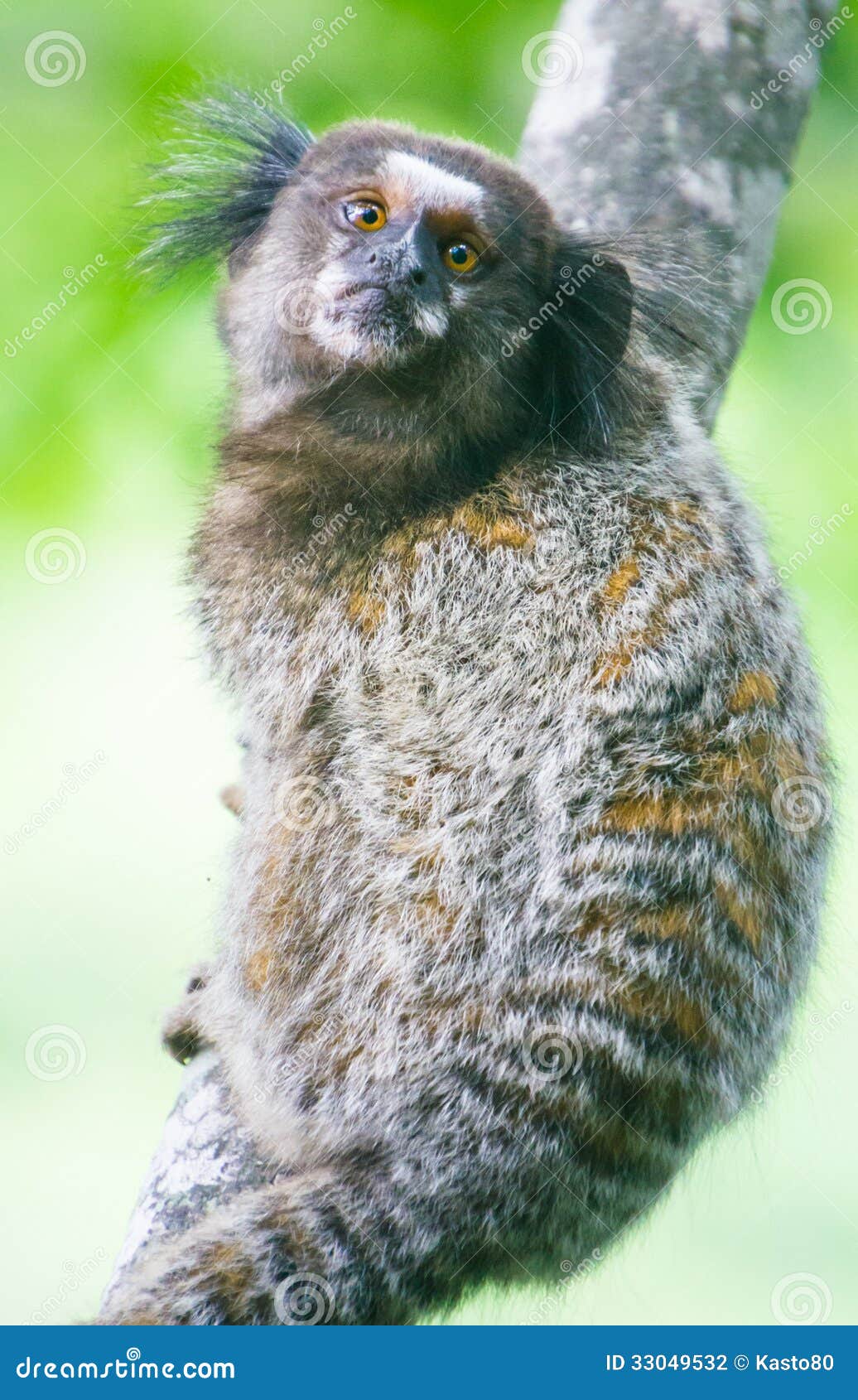 Common Marmoset - Callithrix Jacchus. Stock Photo - Image of head ...