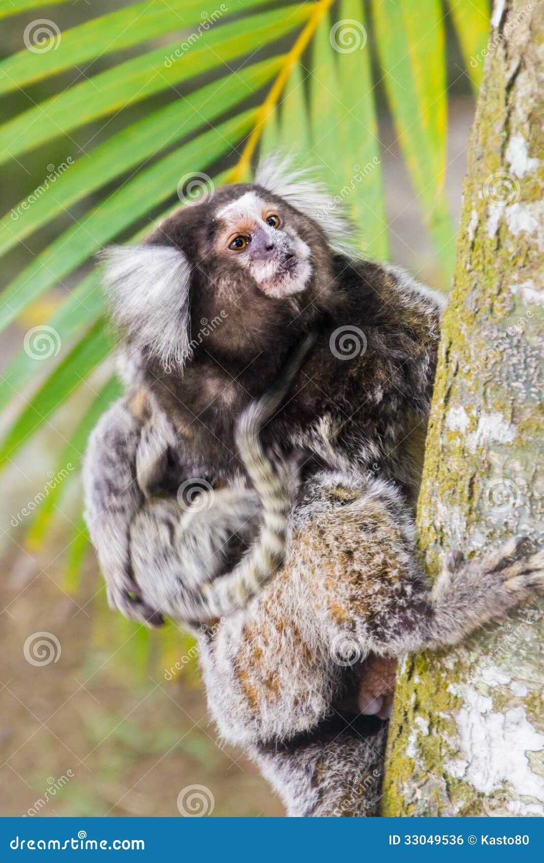 Common Marmoset - Callithrix Jacchus. Stock Photo - Image of janeiro ...