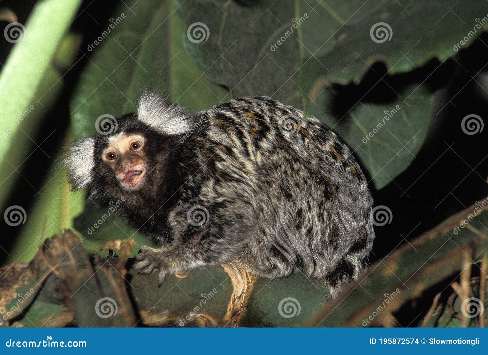 Common Marmoset, Callithrix Jacchus, Adult Stock Photo - Image of ...