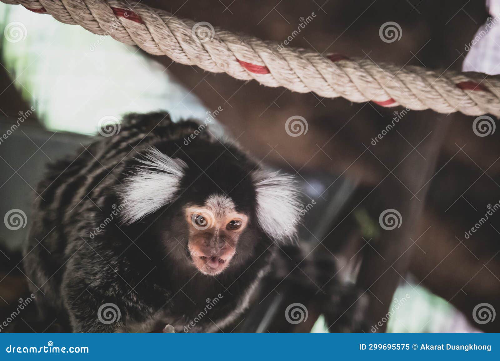 Common Marmoset (Callithrix Jacchus) Also Called White-tufted Marmoset ...