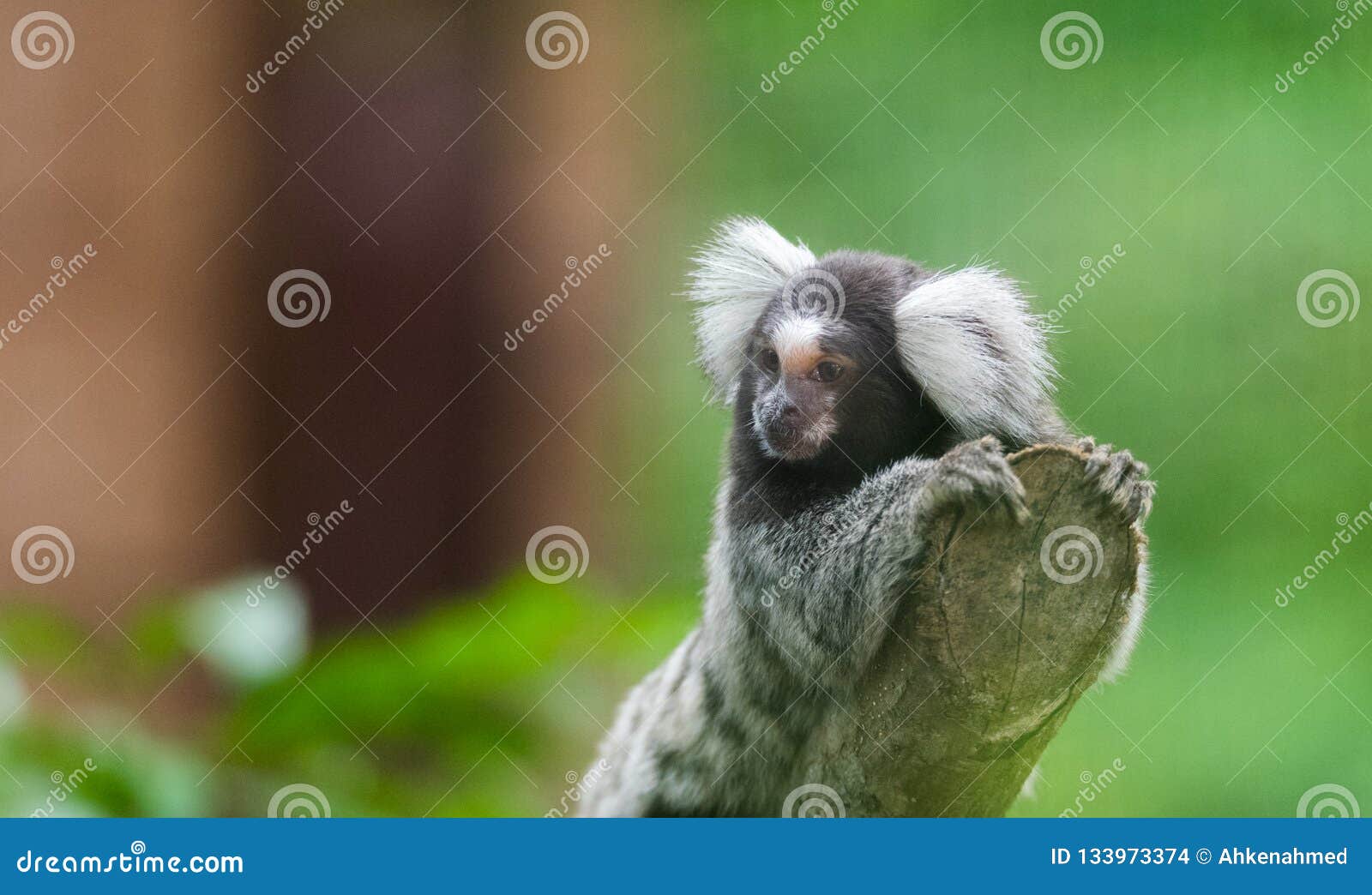Common Marmoset Callithrix Jacchus. Stock Photo - Image of hands ...