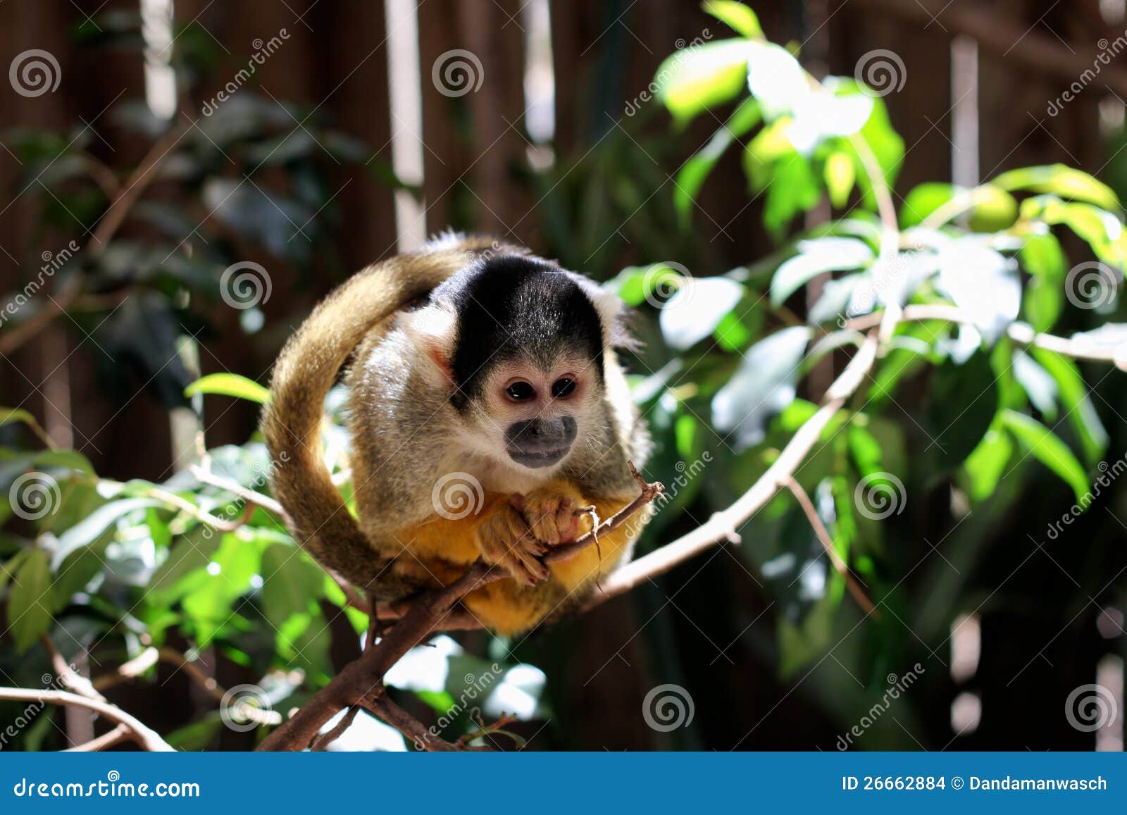 Common Marmoset (Callithrix Jacchus Jacchus) Stock Photo - Image of ...