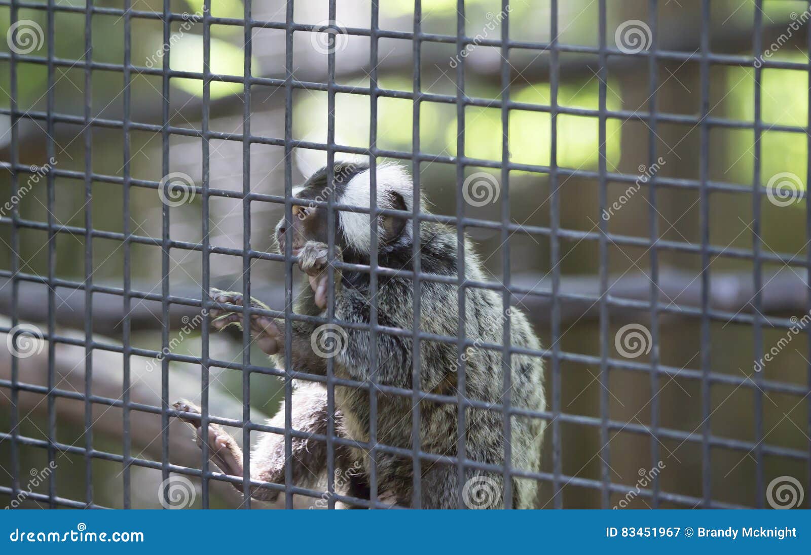 Common Marmoset Callithrix Jacchus Monkey Stock Image - Image of ...