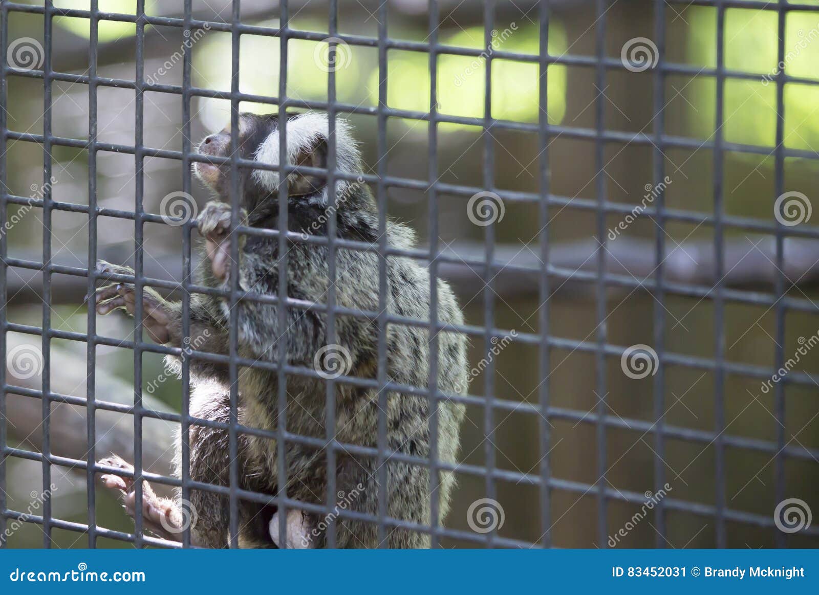 Common Marmoset Callithrix Jacchus Monkey Stock Image - Image of ...