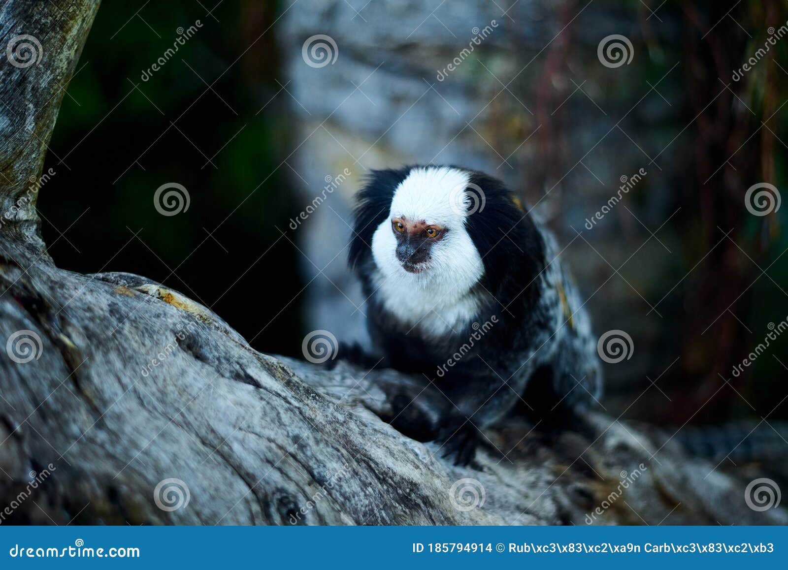 Common Marmoset Callithrix Jacchus on a Natural Environment Stock Photo ...