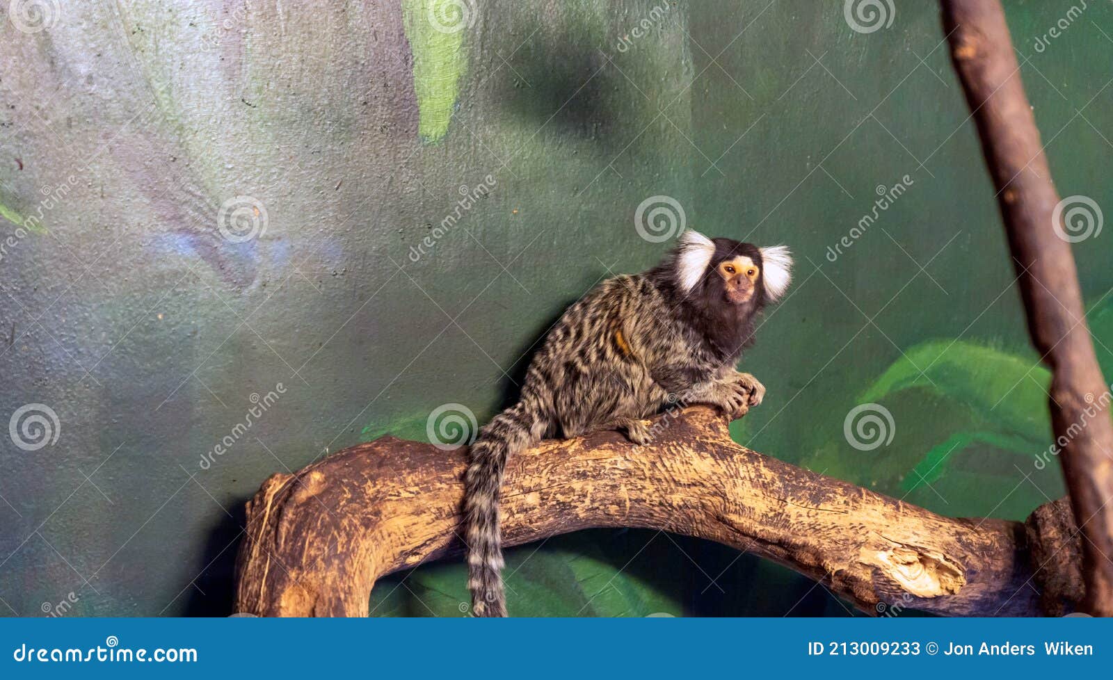 Common Marmoset, Callithrix Jacchus Primate Stock Image - Image of ...