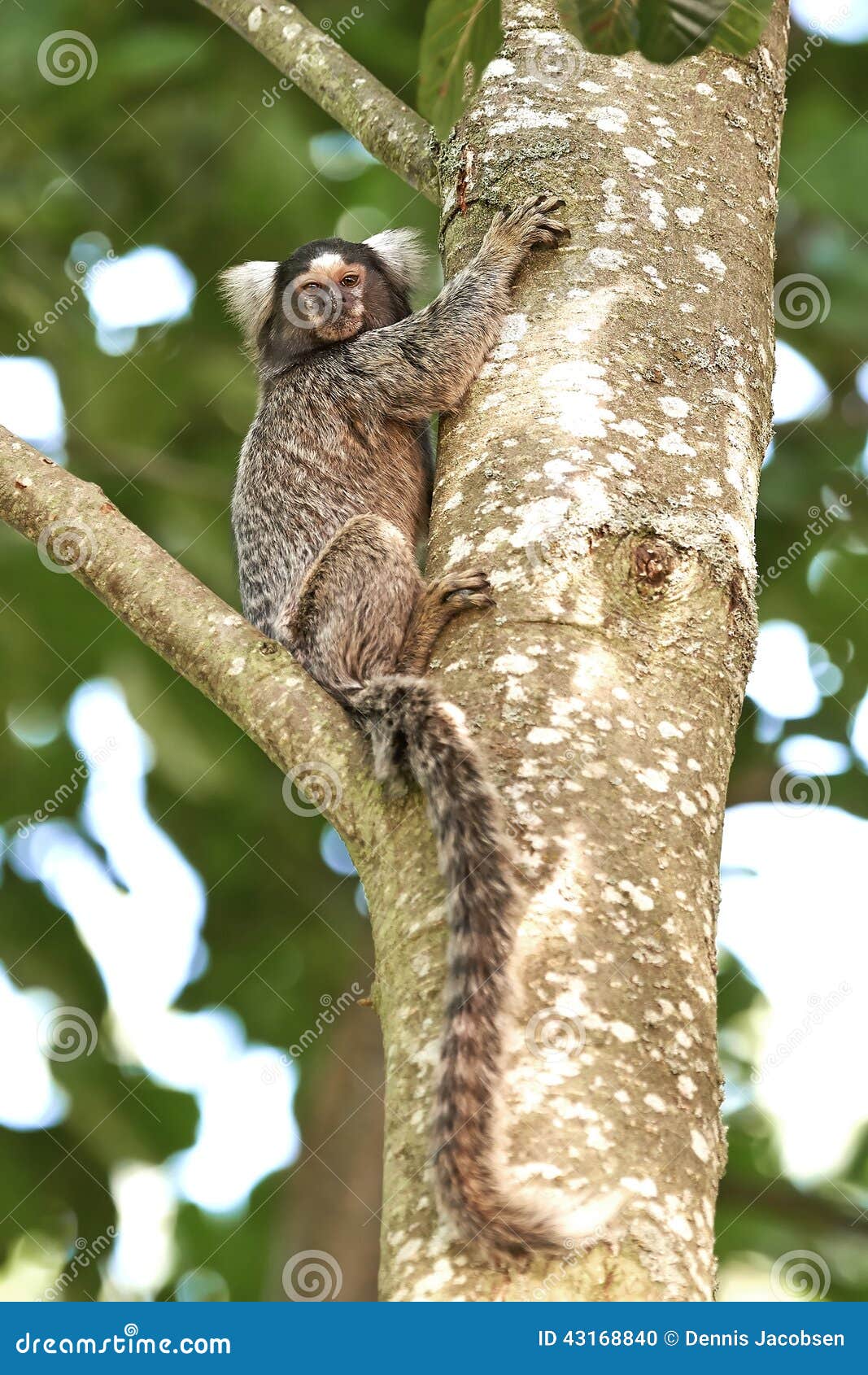 Common Marmoset (Callithrix Jacchus) Stock Photo - Image of wilderness ...