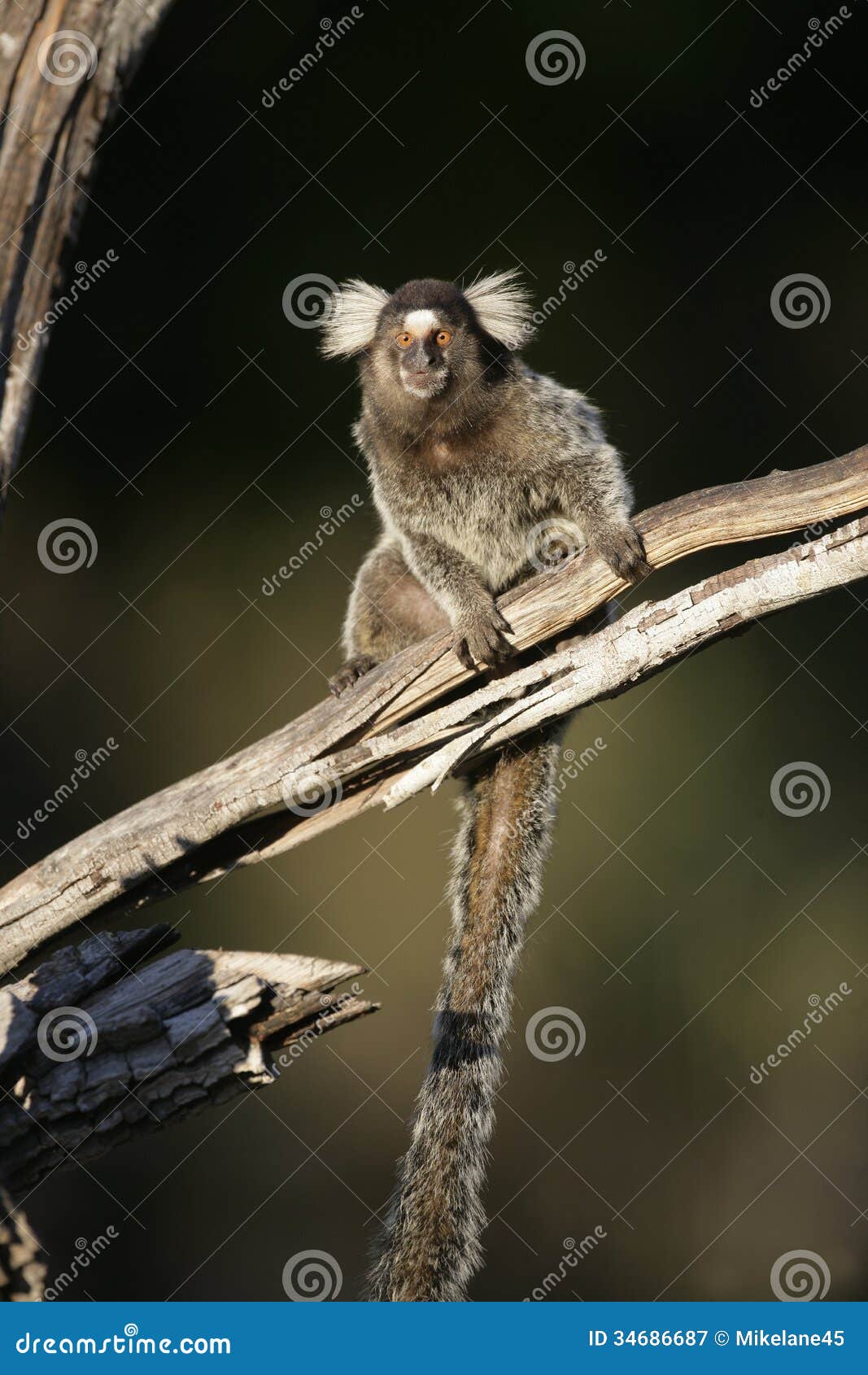 Common Marmoset, Callithrix Jacchus Stock Image - Image of animal ...