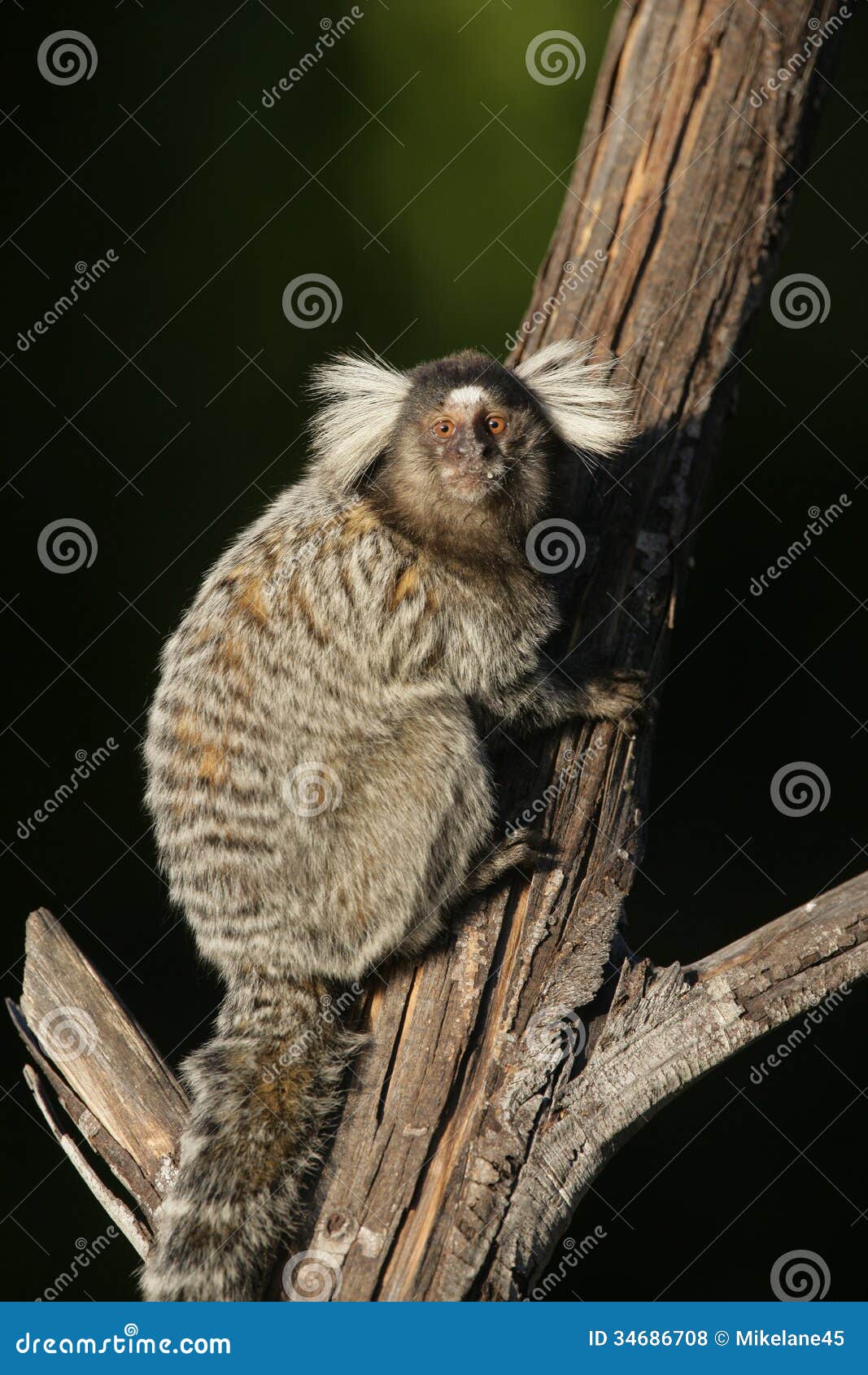 Common Marmoset, Callithrix Jacchus Stock Photo - Image of jacchus ...