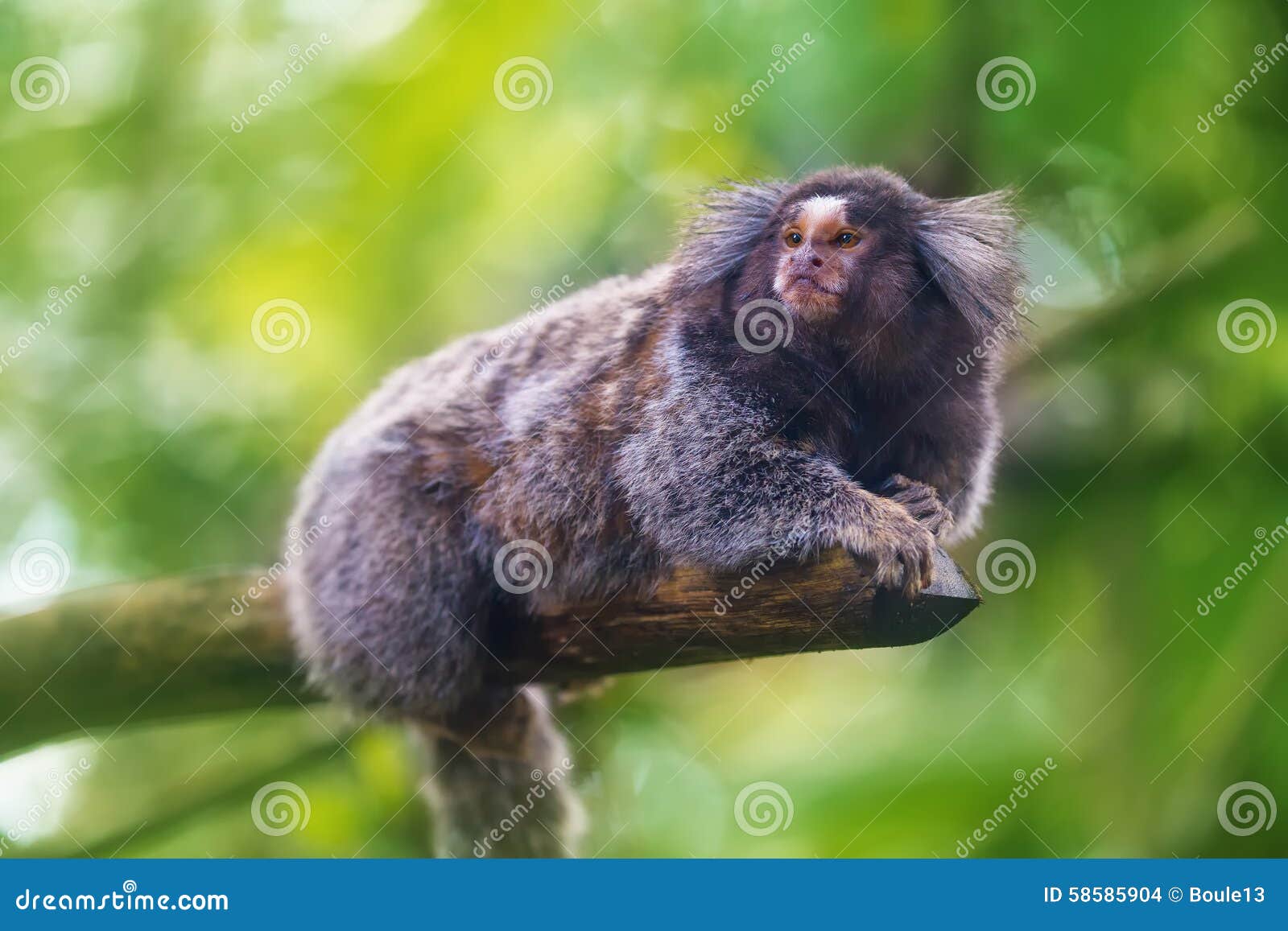 Common Marmoset Callithrix Jacchus Stock Photo - Image of long, hair ...