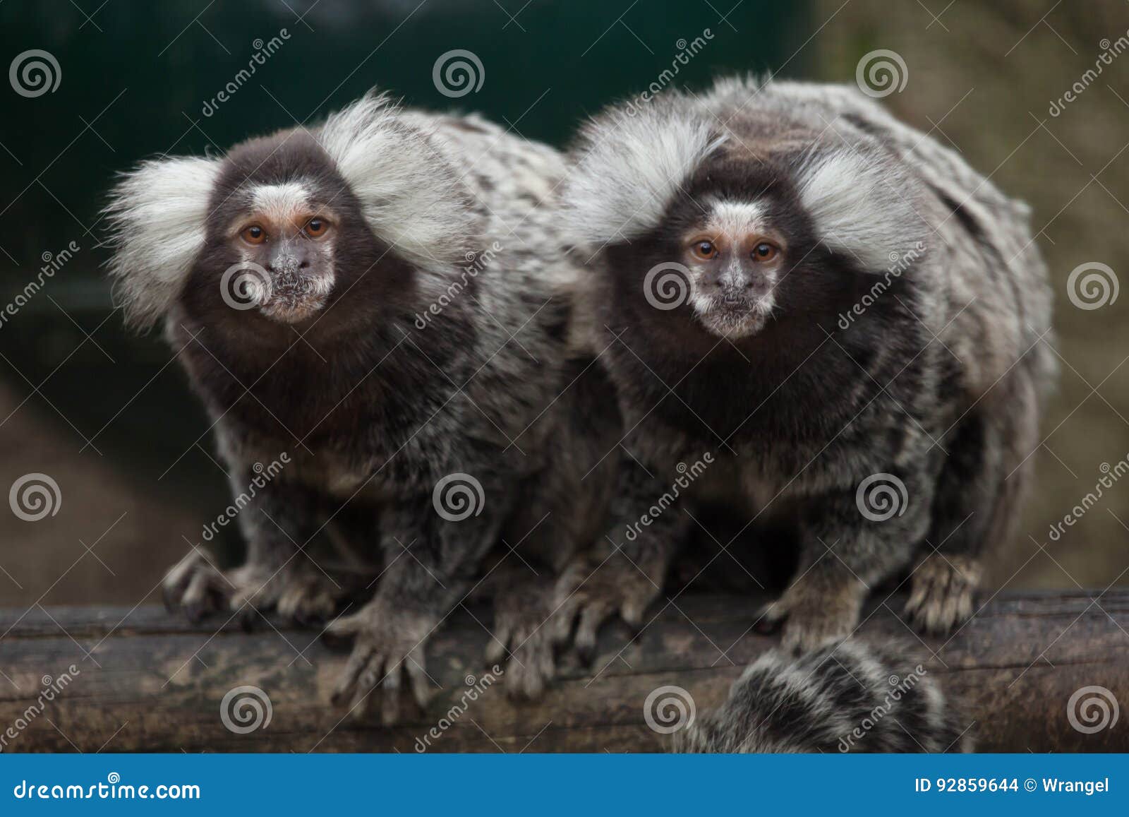 Common Marmoset Callithrix Jacchus. Stock Photo - Image of ...