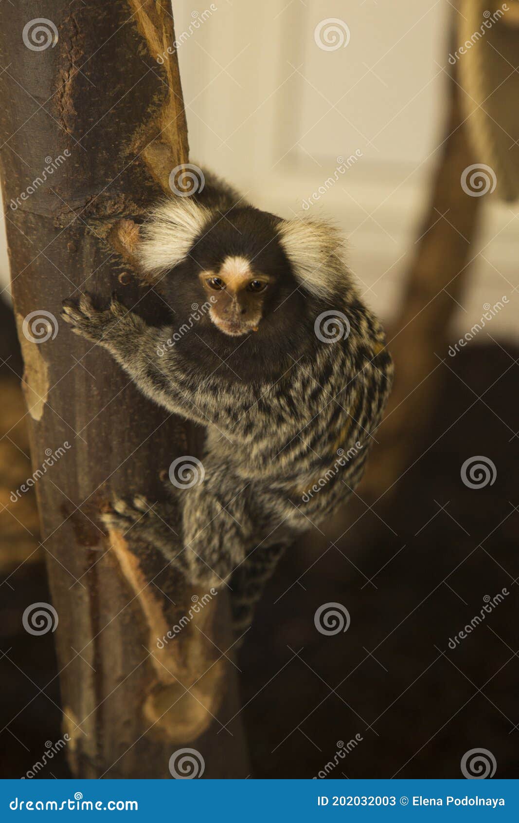 The Common Marmoset Callithrix Jacchus. Stock Image - Image of little ...