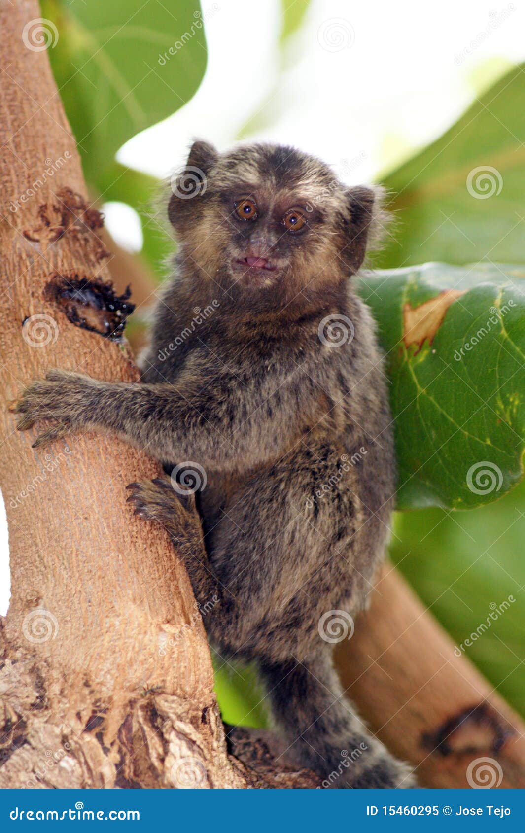 Common Marmoset - Callithrix Pygmy Stock Image - Image of monkey ...