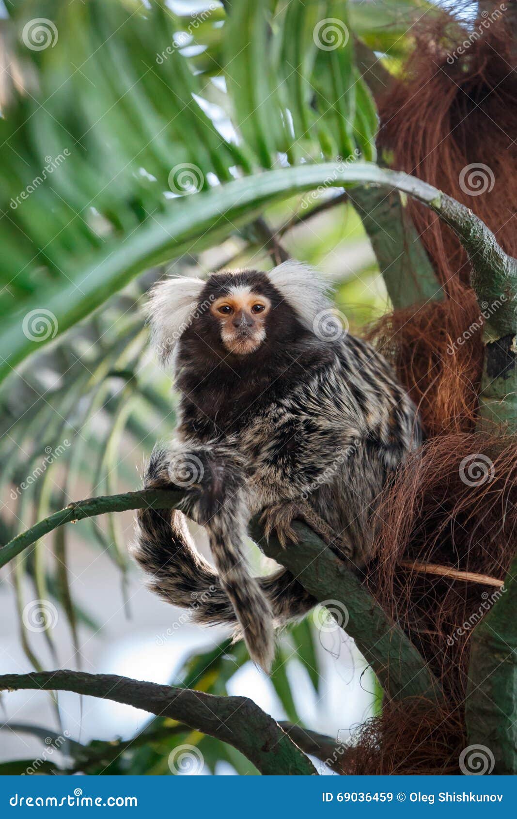Common Marmoset or Callithrix Sitting on a Branch Stock Image - Image ...