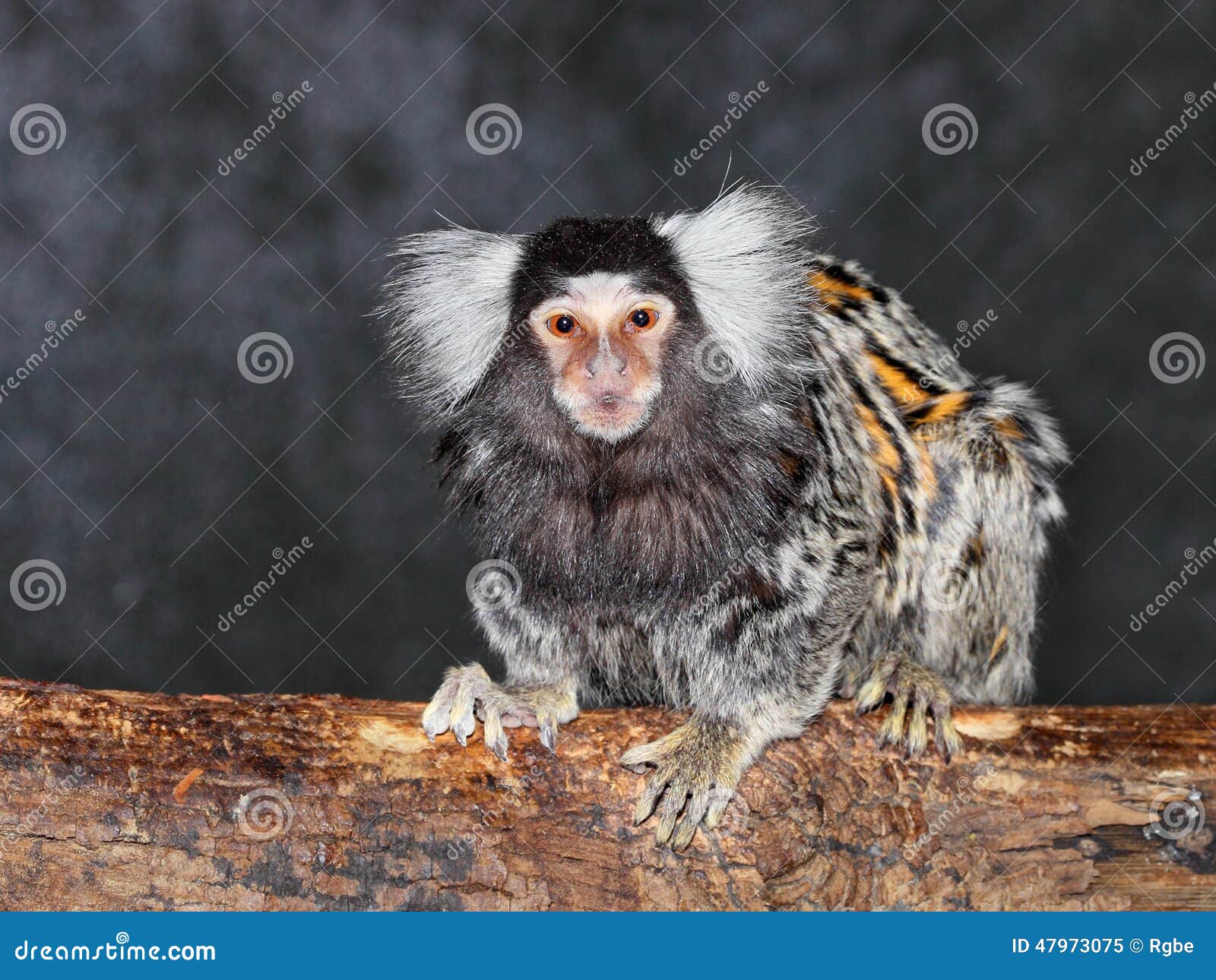 Common marmoset stock image. Image of nature, common - 47973075
