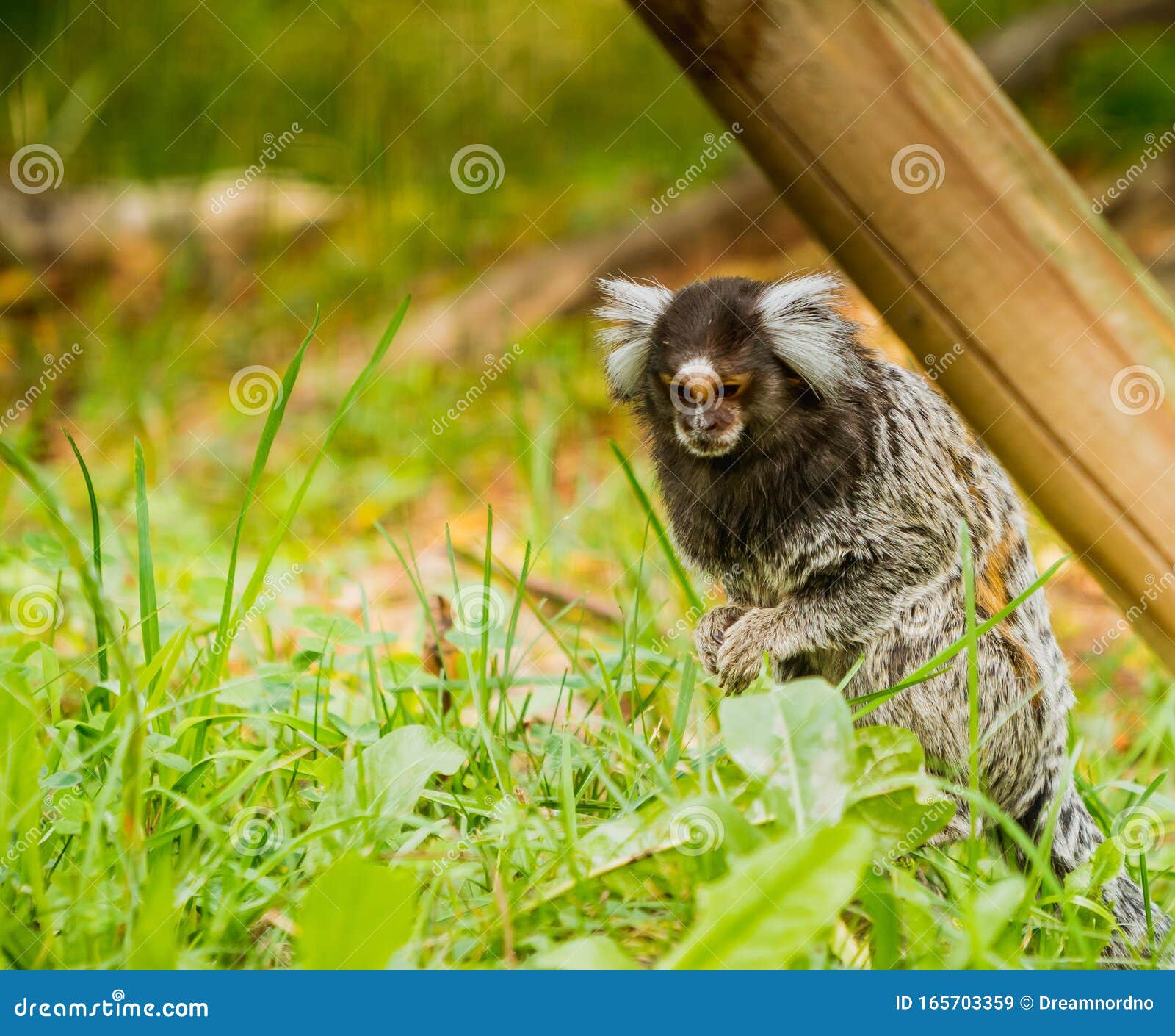 Common Marmoset, Lovely Monkey Very Up Close Stock Image - Image of ...