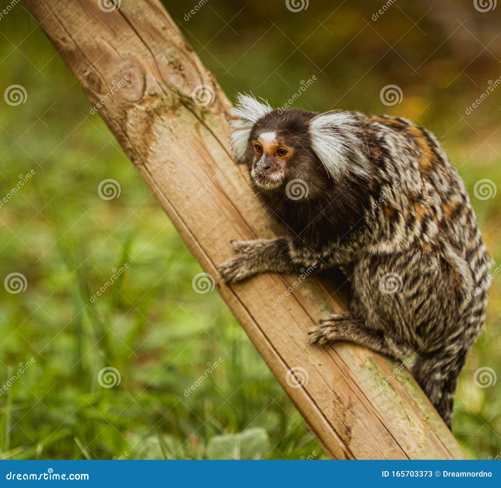 Common Marmoset, Lovely Monkey Very Up Close Stock Image - Image of ...