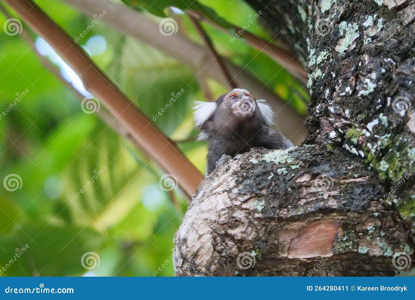 A Common Marmoset Monkey - Callithrix Jacchus -looking Sideways while ...