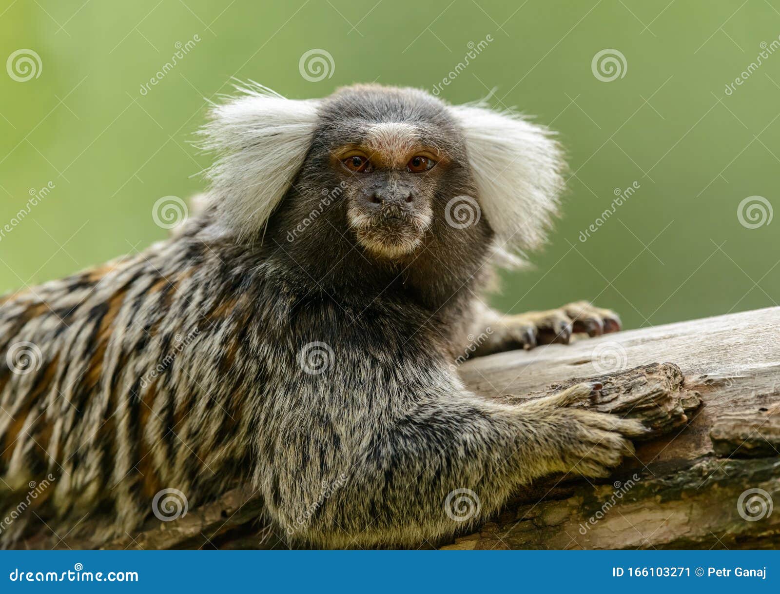 Grumpy Monkey Royalty-Free Stock Photography | CartoonDealer.com #41483525