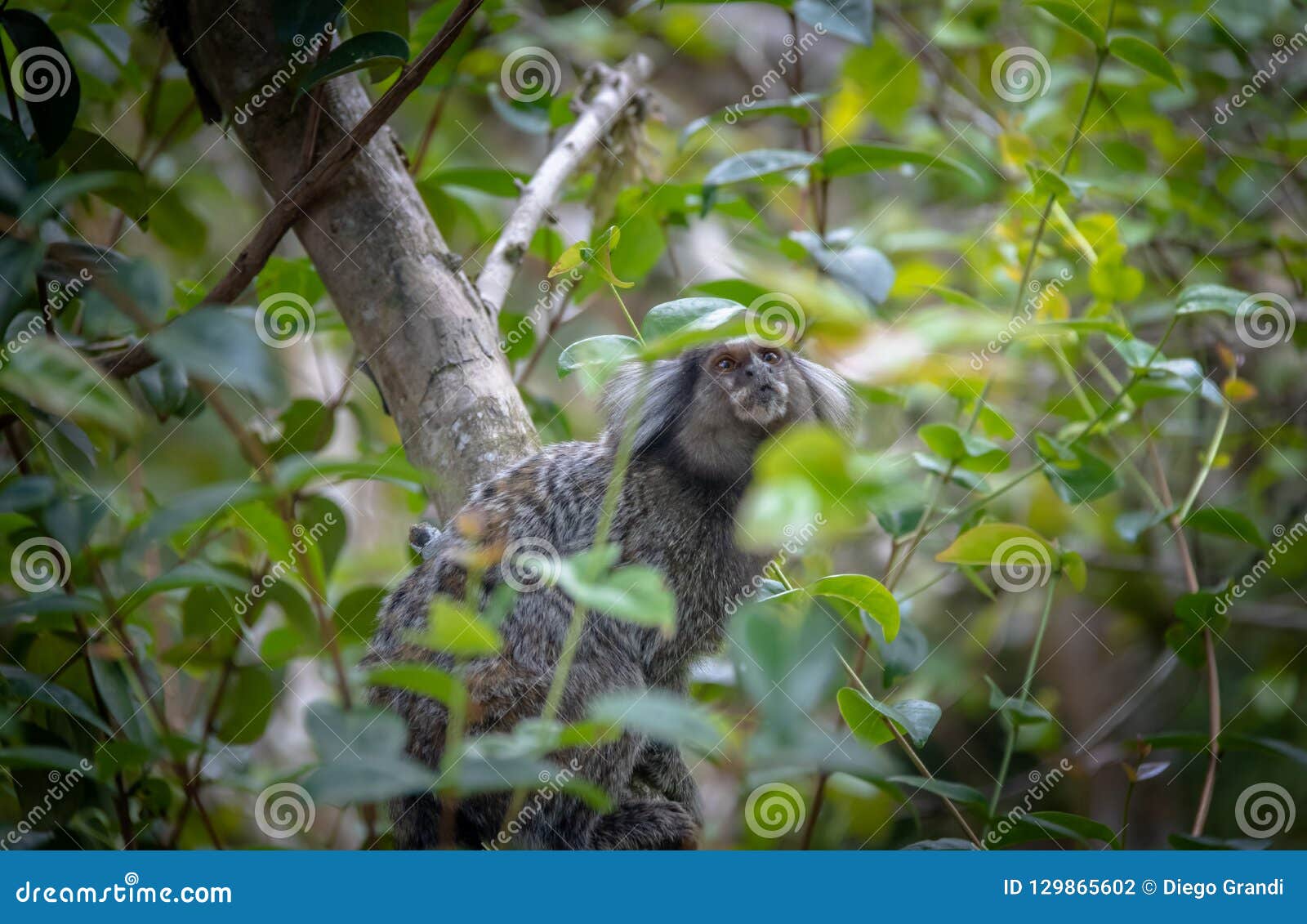 Common Marmoset Monkey - Rio De Janeiro, Brazil Stock Photo - Image of ...