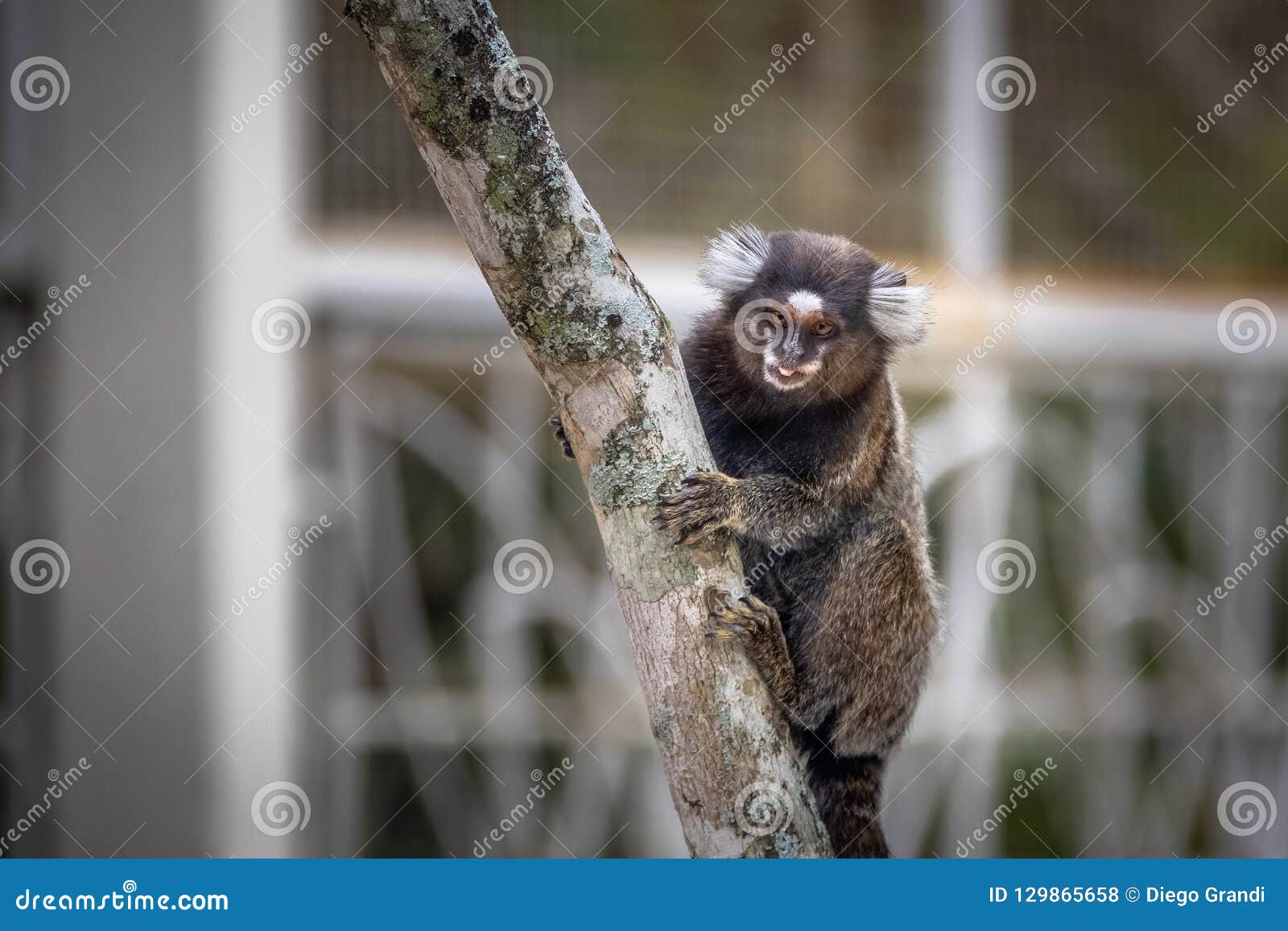 Common Marmoset Monkey - Rio De Janeiro, Brazil Stock Photo - Image of ...