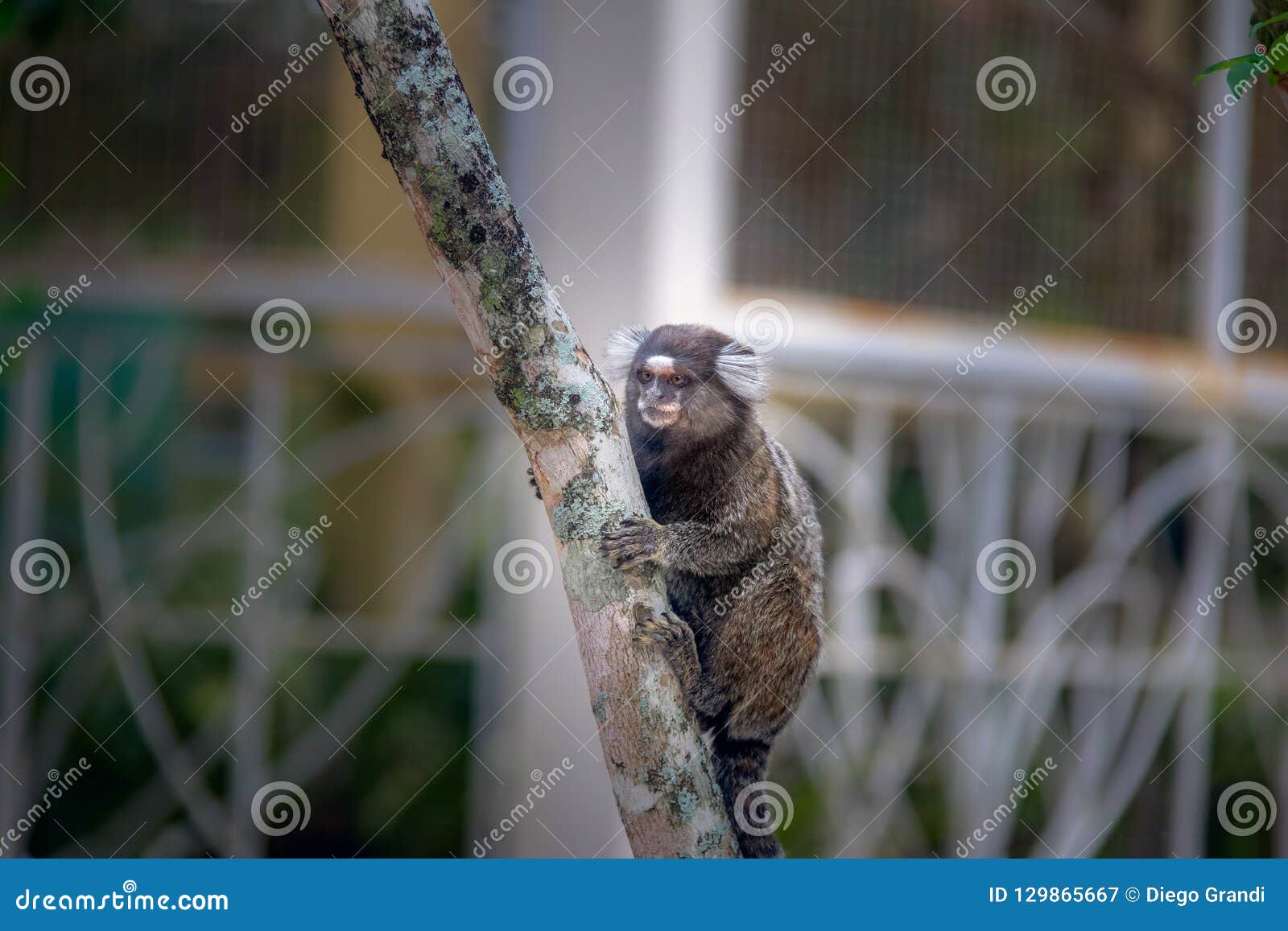 Common Marmoset Monkey - Rio De Janeiro, Brazil Stock Image - Image of ...
