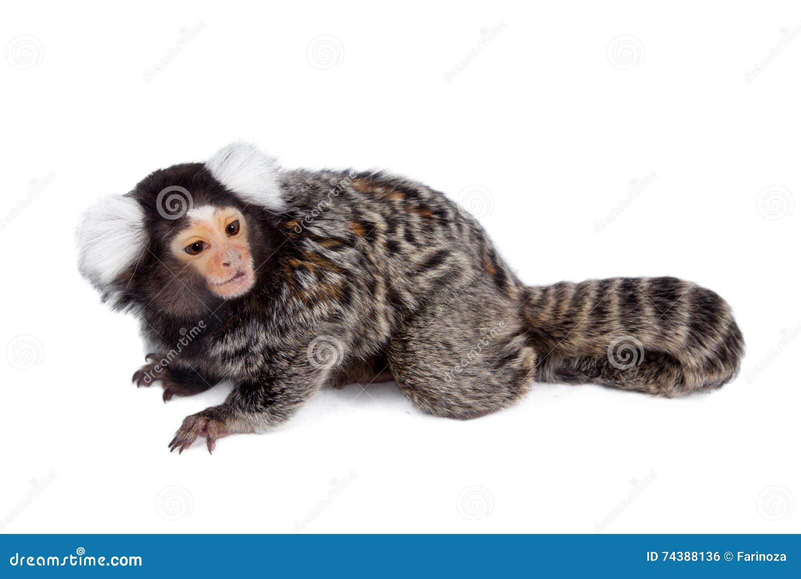 The Common Marmoset on White Stock Photo - Image of background, white ...