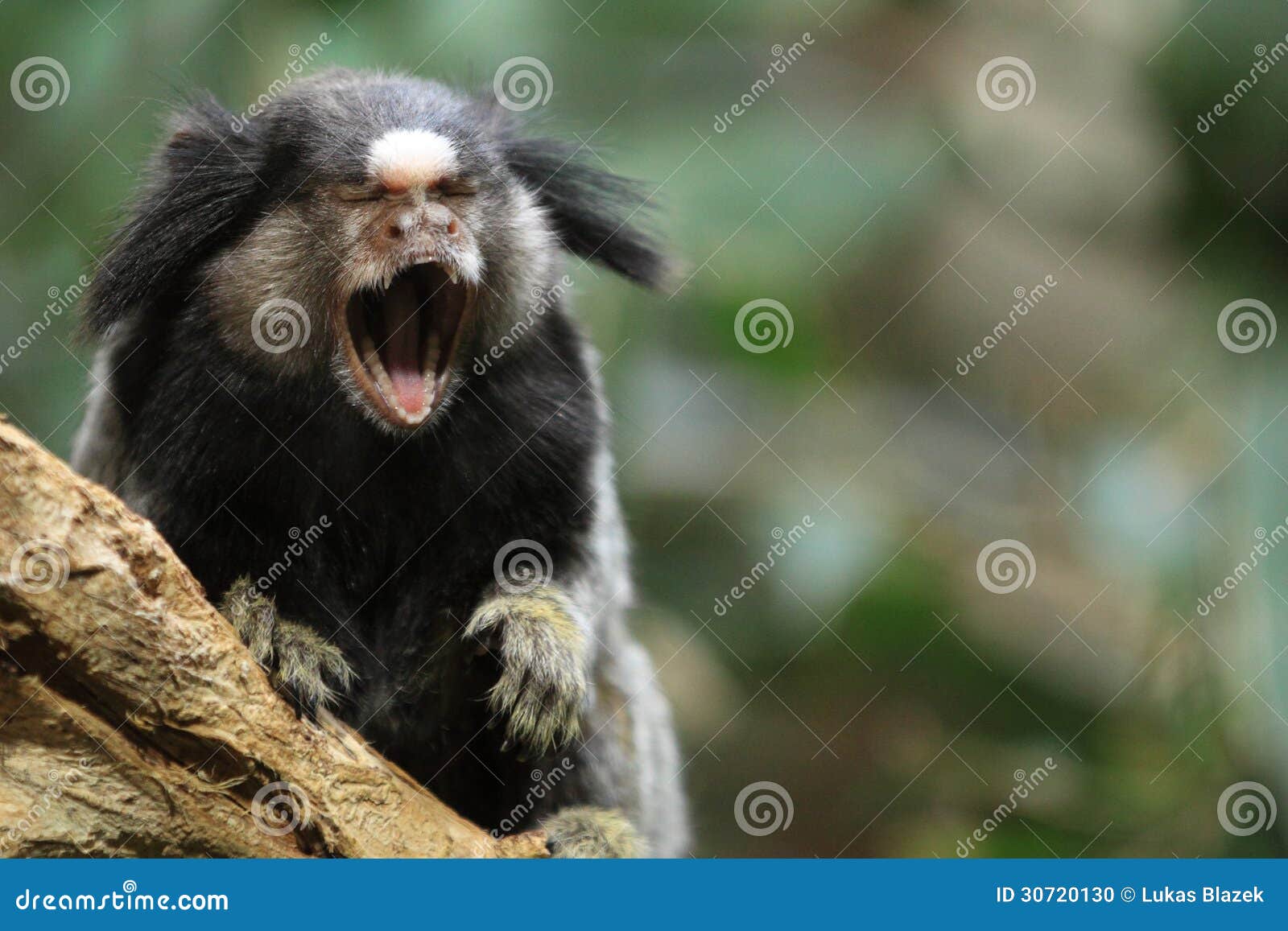 Common Marmoset Monkey Callithrix Jacchus In Amazon Rainforest. Cute ...