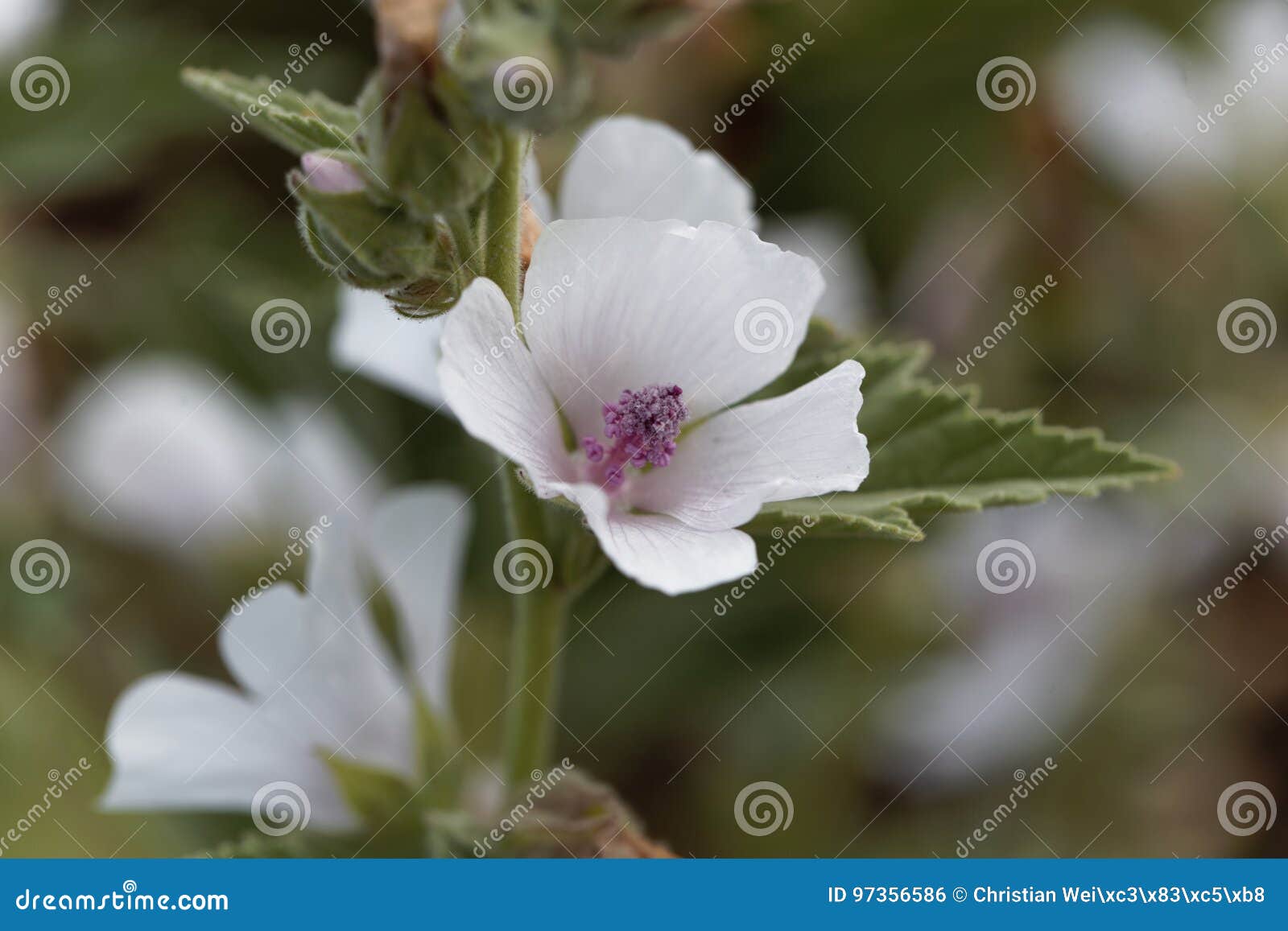 Common Marsh Mallow, Althaea Officinalis Stock Photo - Image of macro ...
