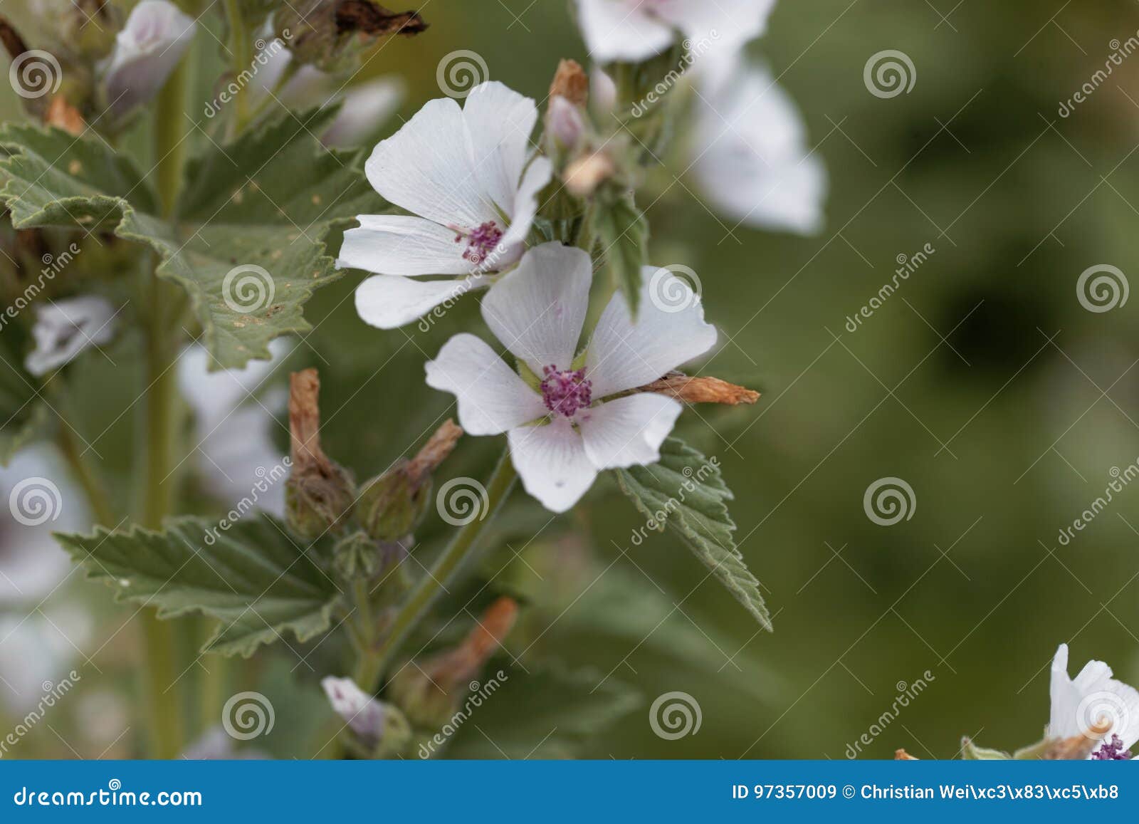 Common Marsh Mallow, Althaea Officinalis Stock Image - Image of nature ...